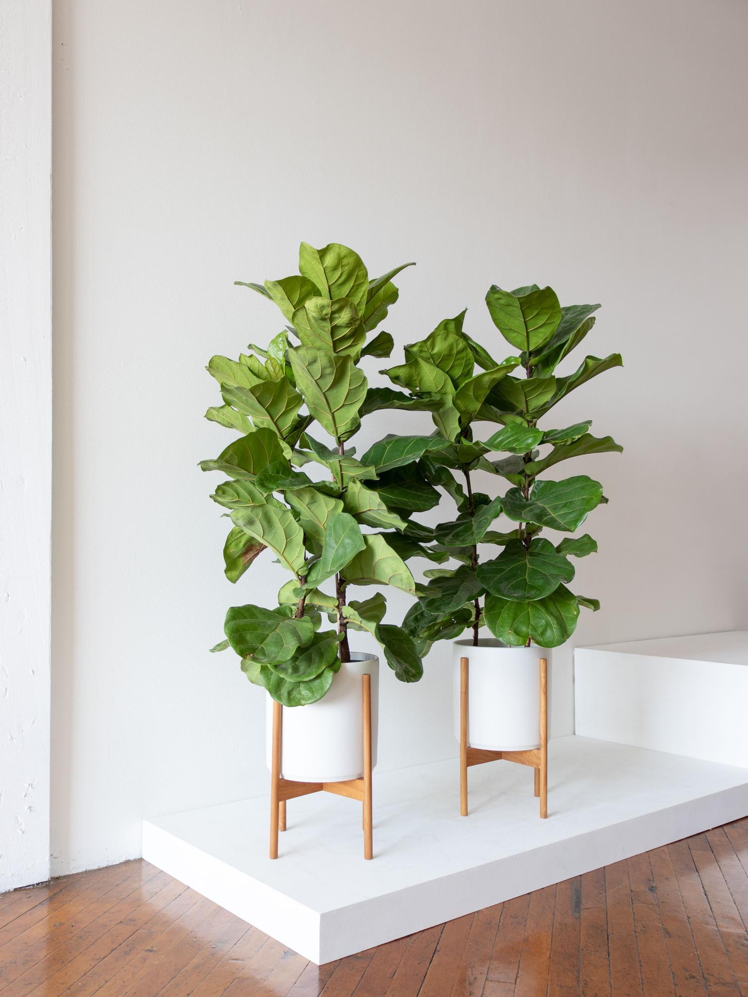 Fiddle Bush Duo With Mid-Century Pot Large 3 ft tall, potted plant ...