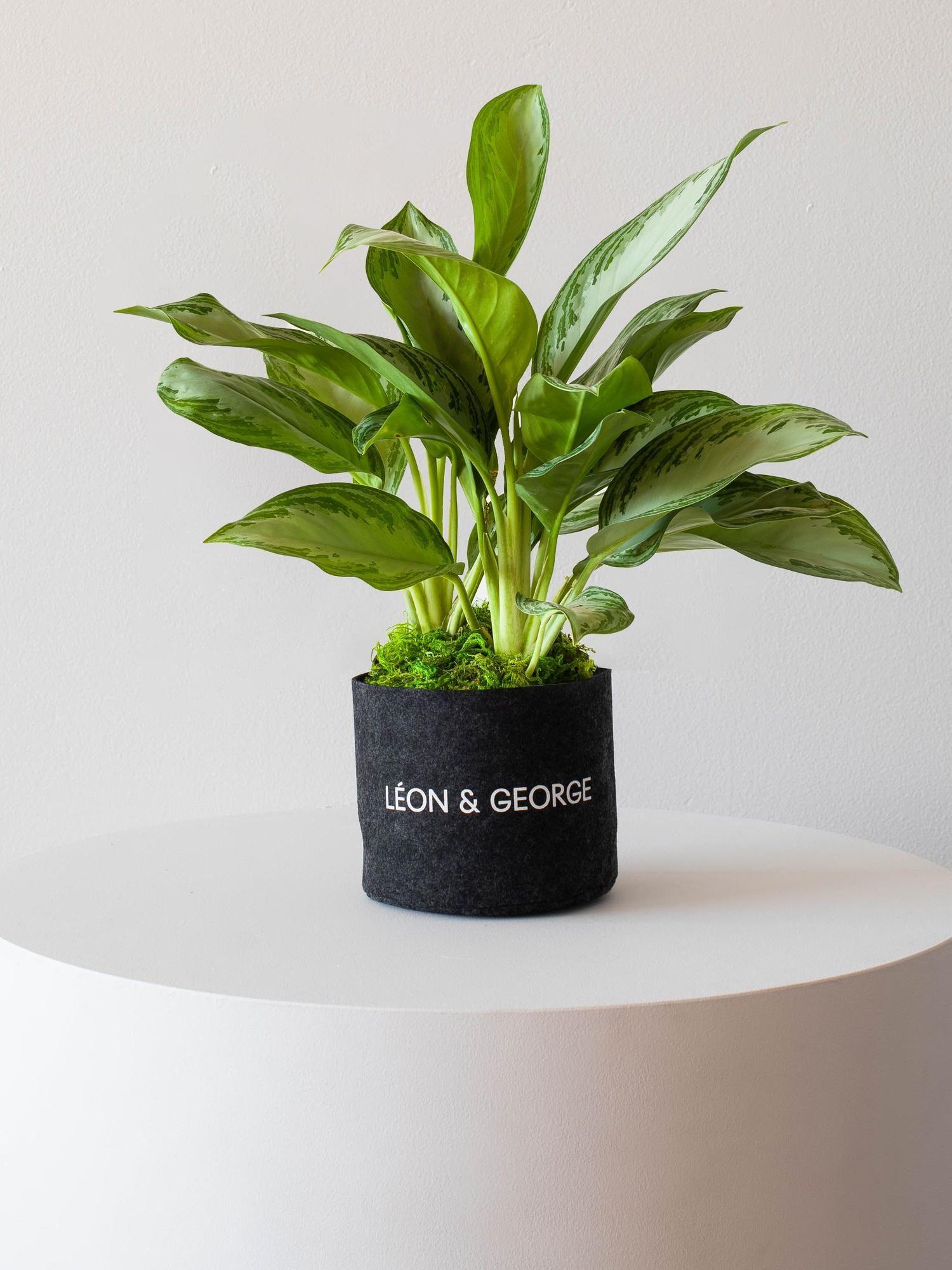 Silver Evergreen With Nursery Pot Medium 1 ½ ft tall, potted plant ...