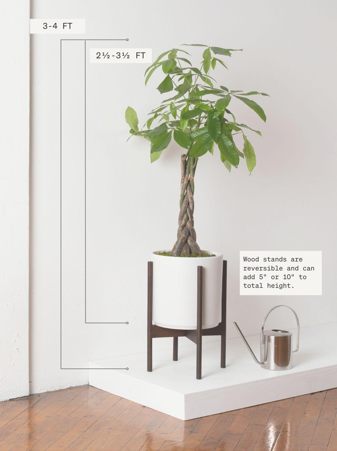 Braided Money Tree Large (2 ½ - 4 ft tall) – White Mid-Century Ceramic ...