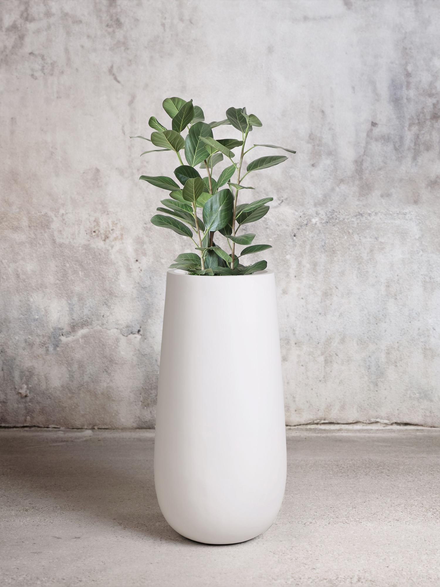 Ficus Audrey Large (4 - 4 ½ ft tall) – White Flute Pot, potted plant ...