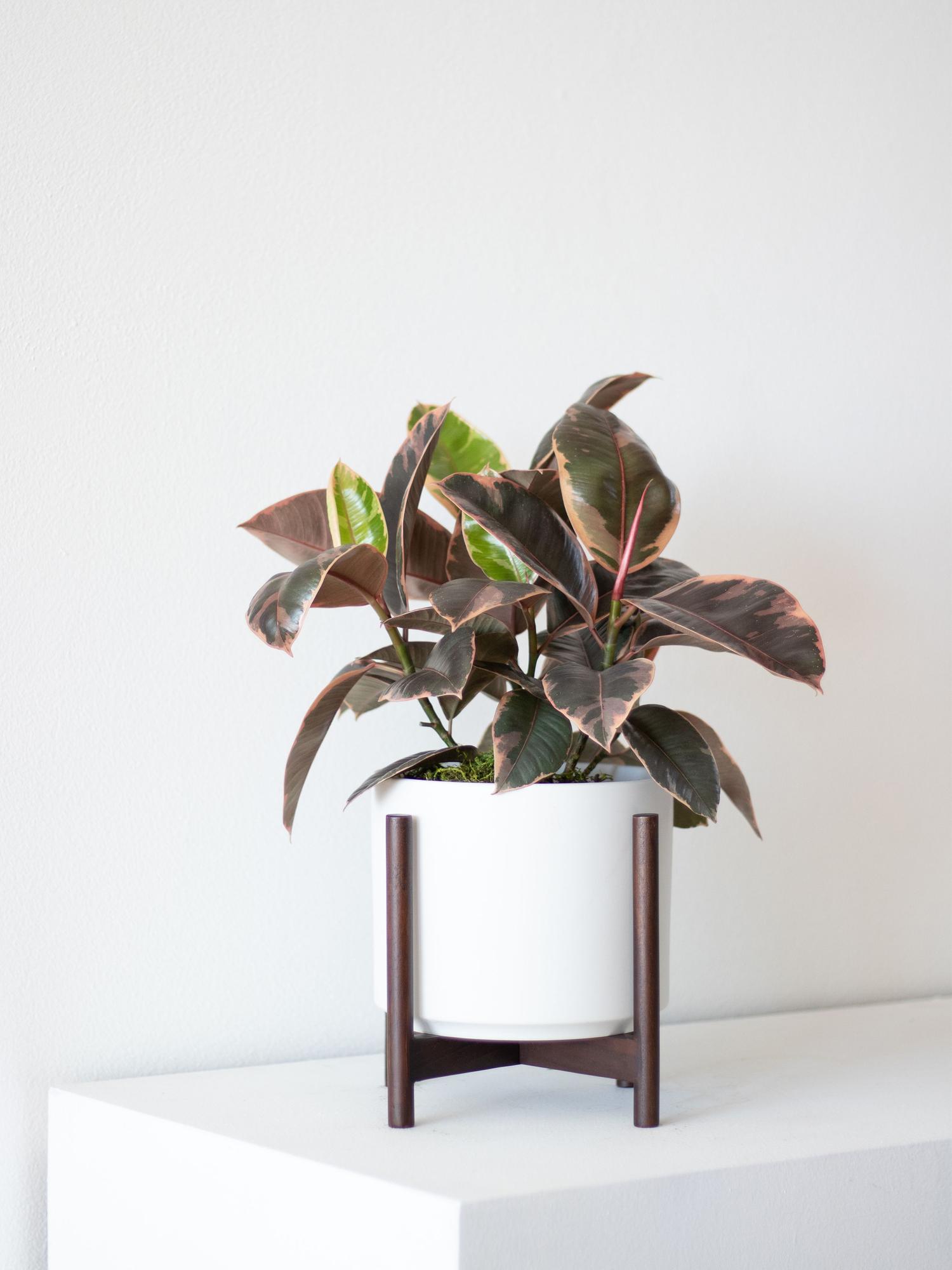 Medium Pink Rubber Plant With Mid-Century Pot, potted plant, shipped by ...