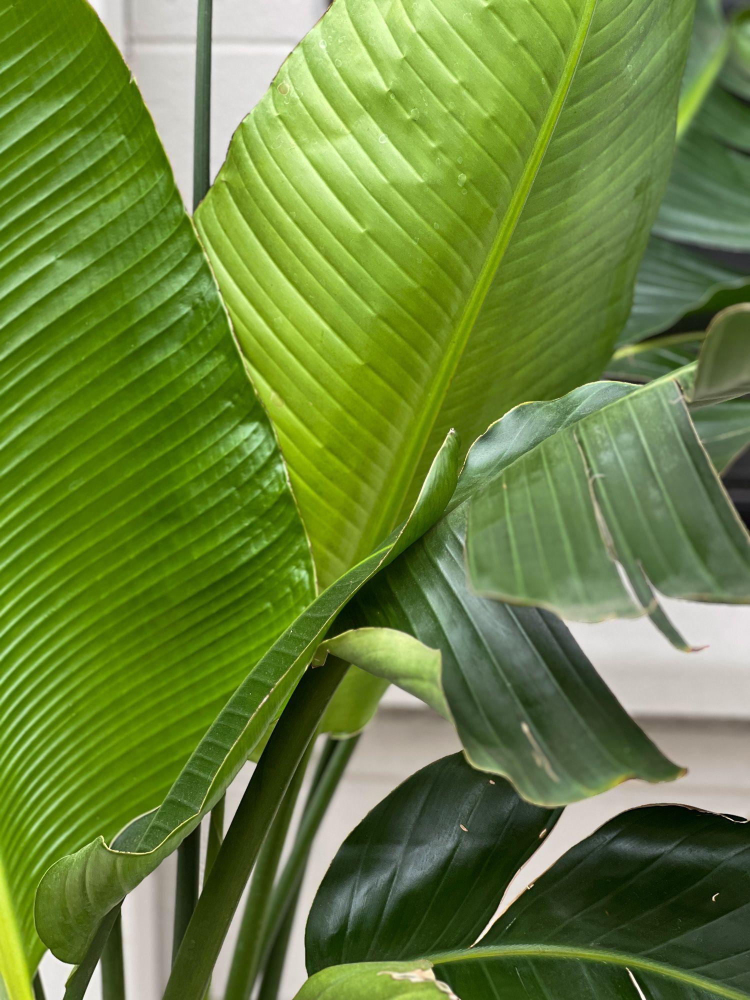 Bird of Paradise Extra Large (8 ft tall) – White Flute Pot, potted ...