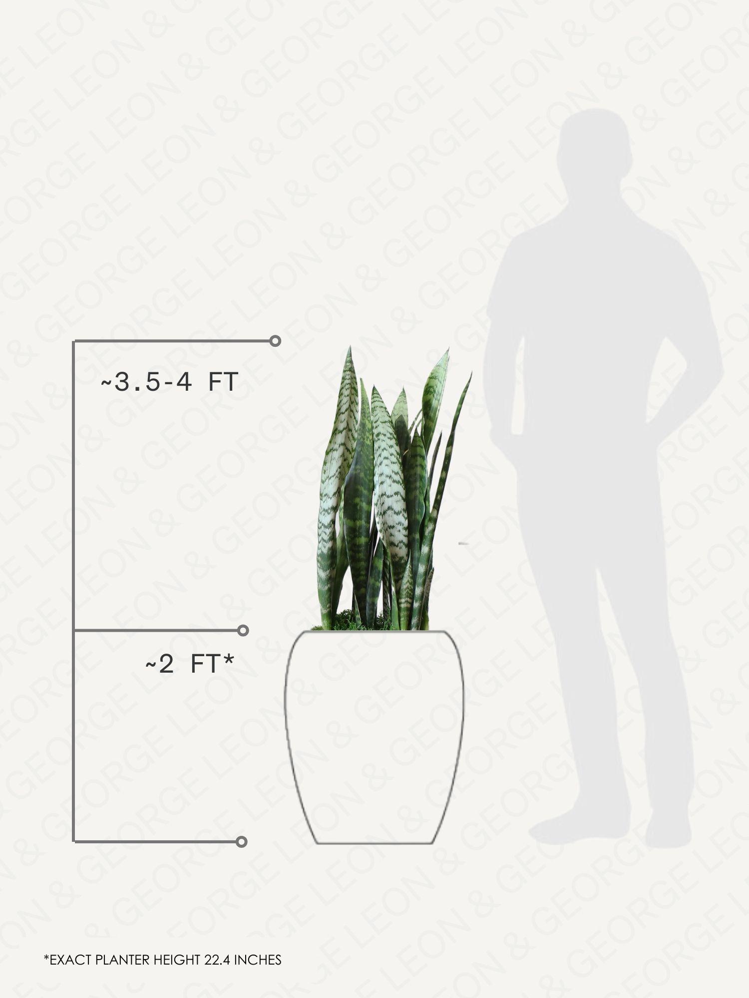 Black Coral Snake Plant With Calix Pot Large 3½ - 4 ft tall – White ...