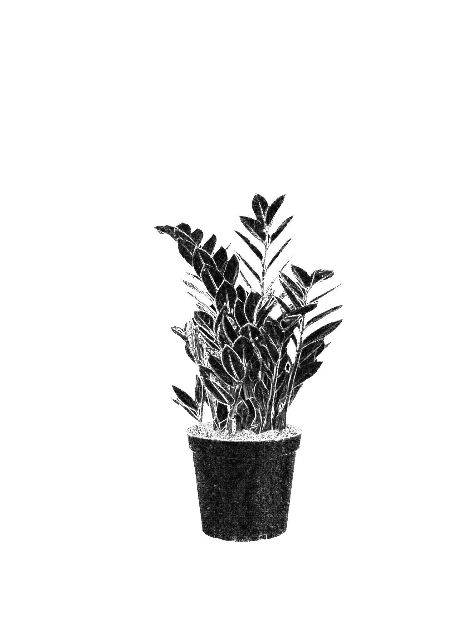 Zanzibar Gem Small (35cm) Apple – Le 12 - Pot MD Apple noir | Premium ...