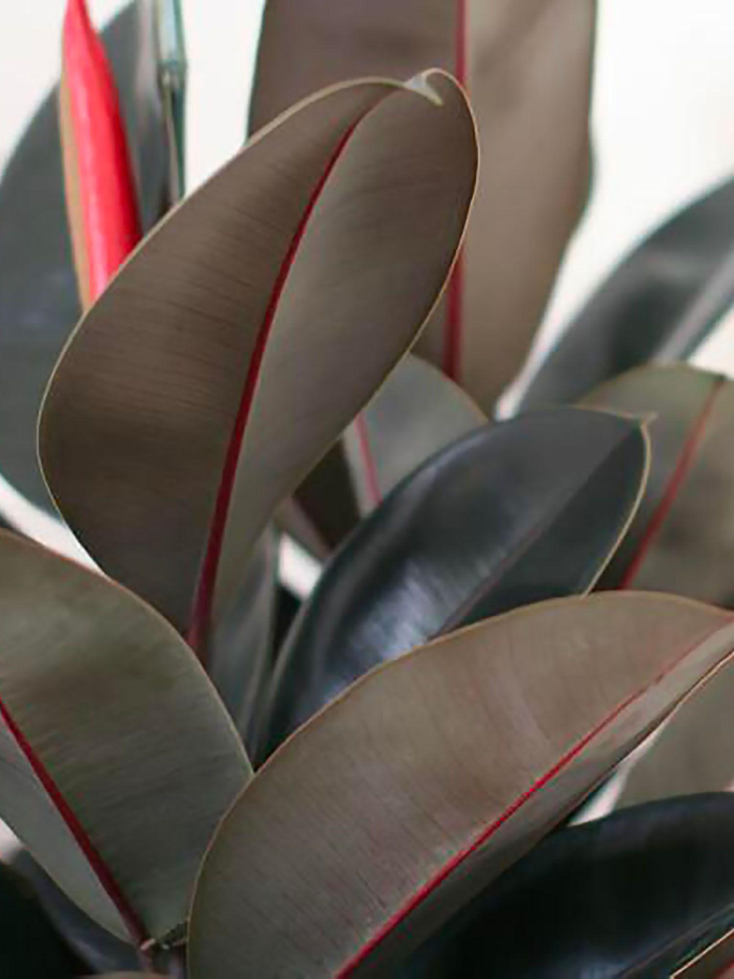 Ficus Elastica Abidjan Large (80cm) Mid-Century – Le 28 - Velvet blanc ...