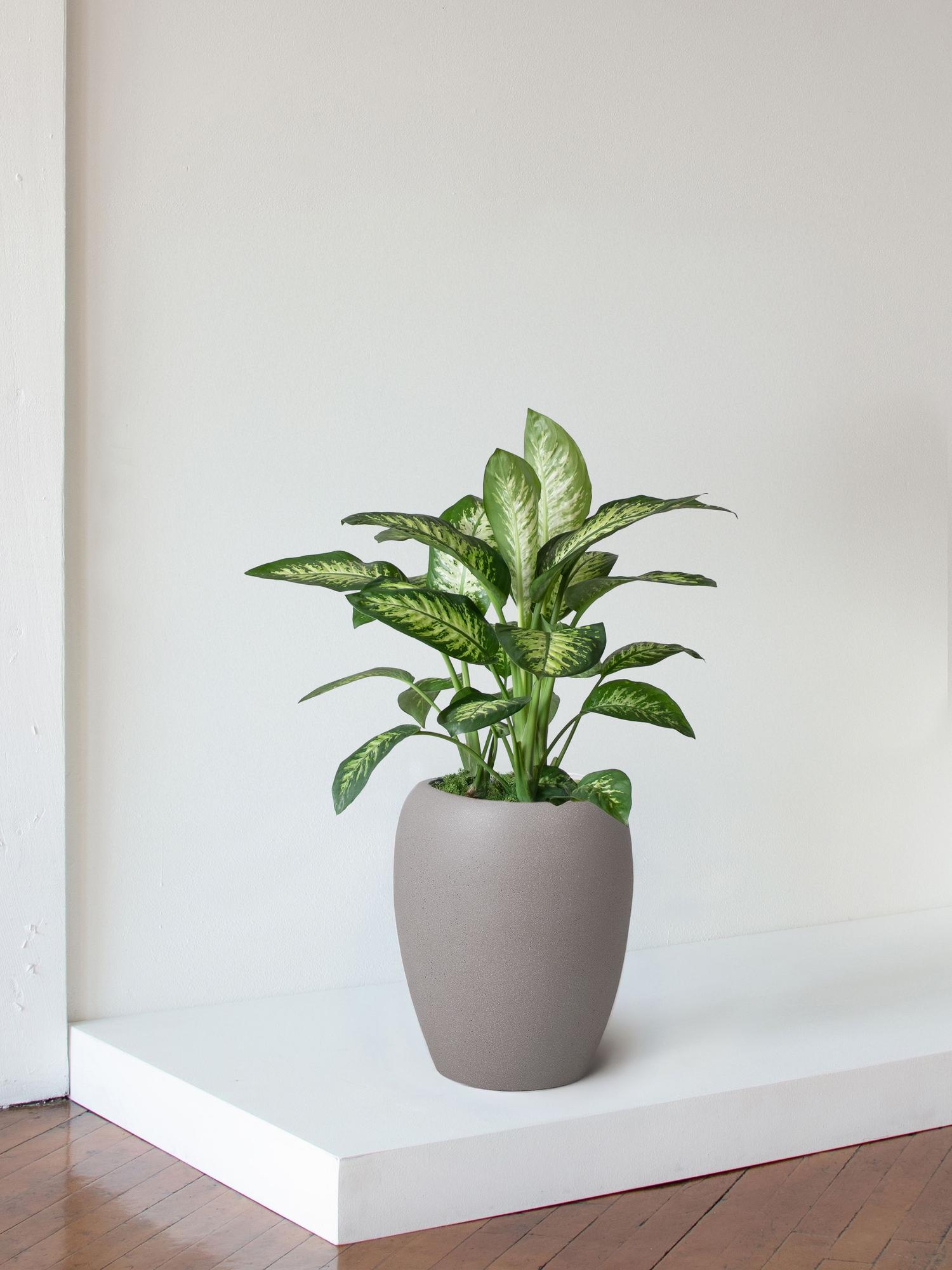 Dieffenbachia With Calix Pot Large 3 - 3 ½ ft tall – White Calix Pot ...