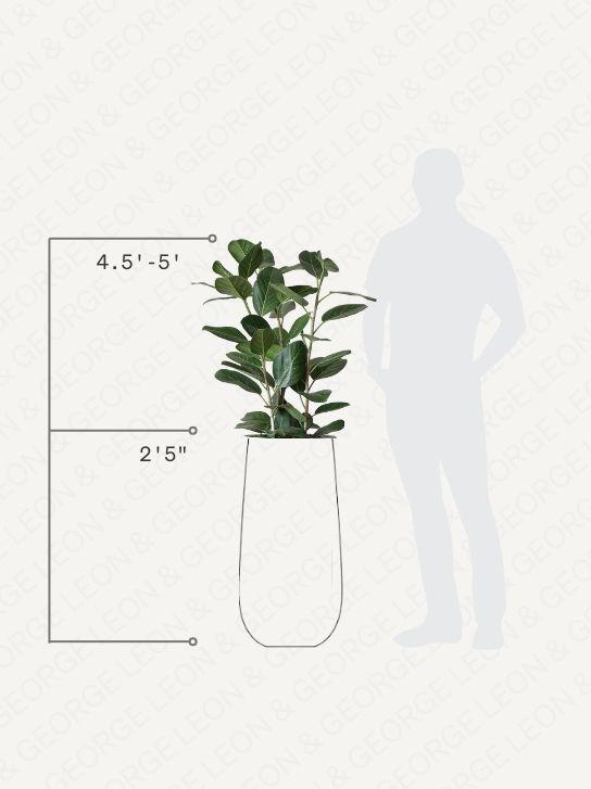 Ficus Audrey With Flute Pot Large 4 ½ - 5 ft tall, potted plant ...