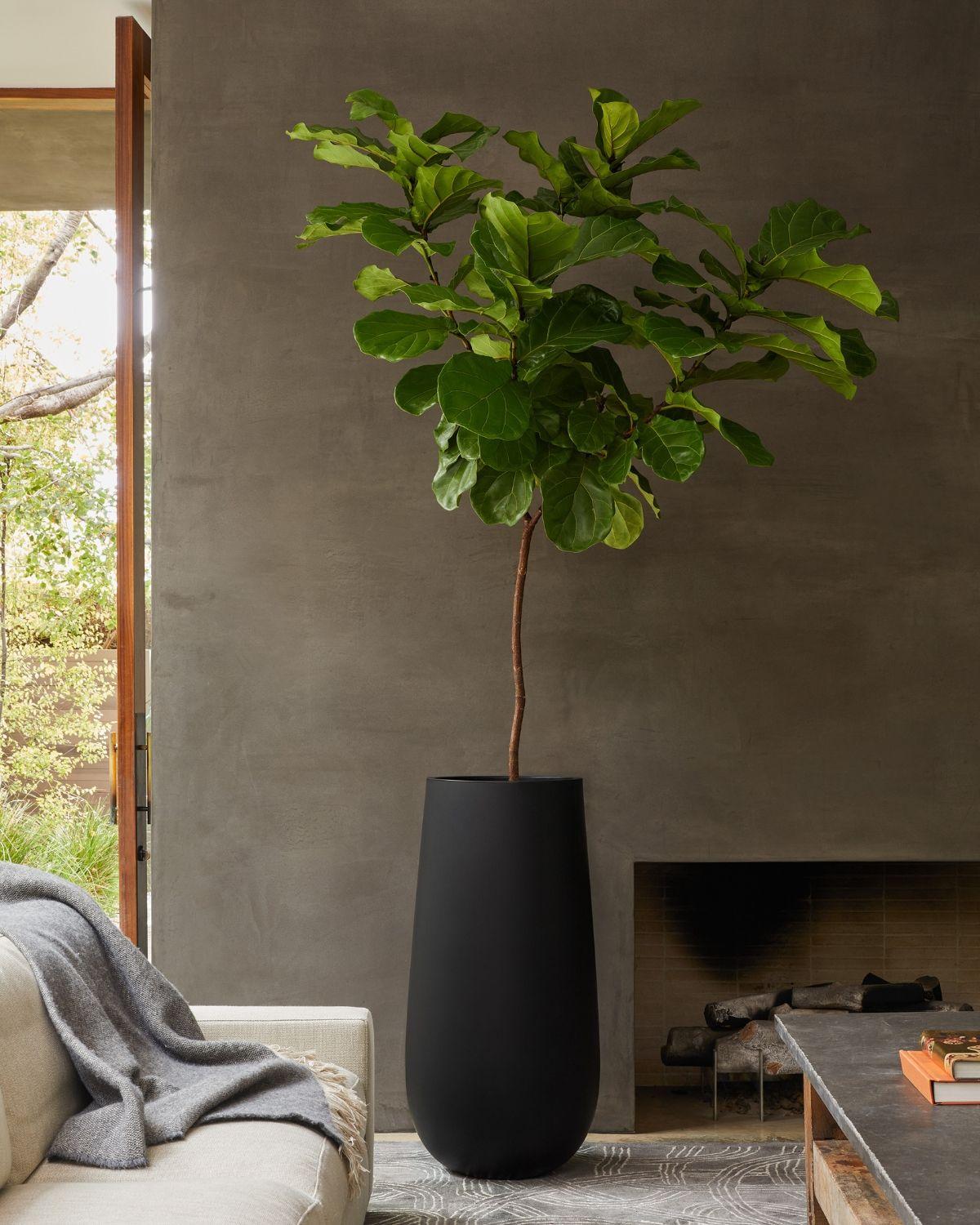 Fiddle Leaf Fig Tree With Flute Pot Extra Large 8-10 ft tall – Gray ...