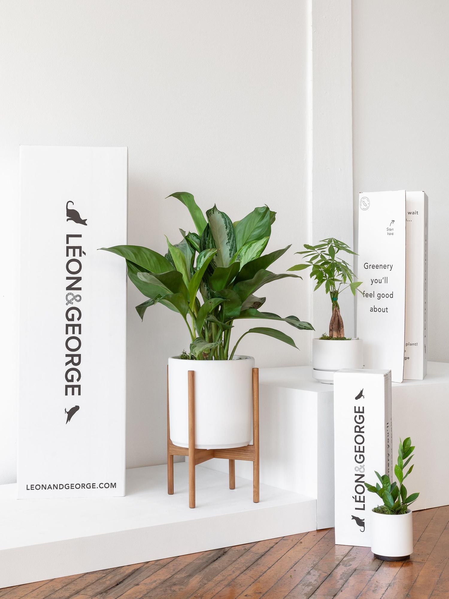 Tiger Evergreen With Nouvelle Pot Medium 1 ½ ft tall, potted plant ...