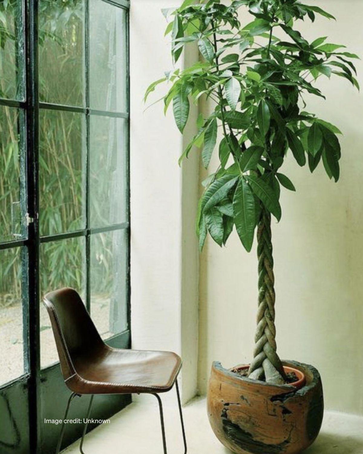 Braided Money Tree With Mid-Century Pot Extra Large 5 ½ ft tall, potted ...