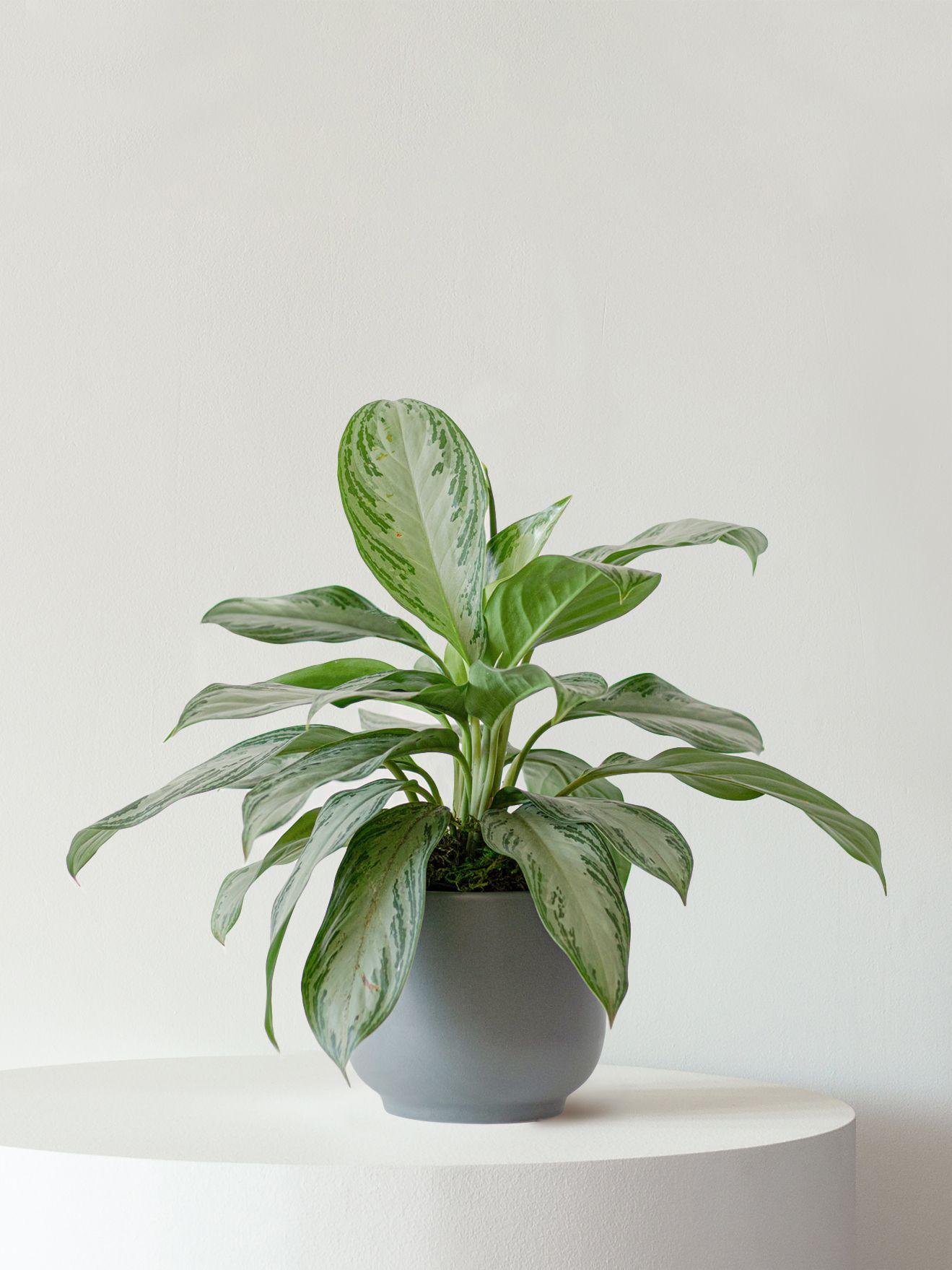 Silver Evergreen With Nouvelle Pot Medium 1 ½ ft tall, potted plant ...