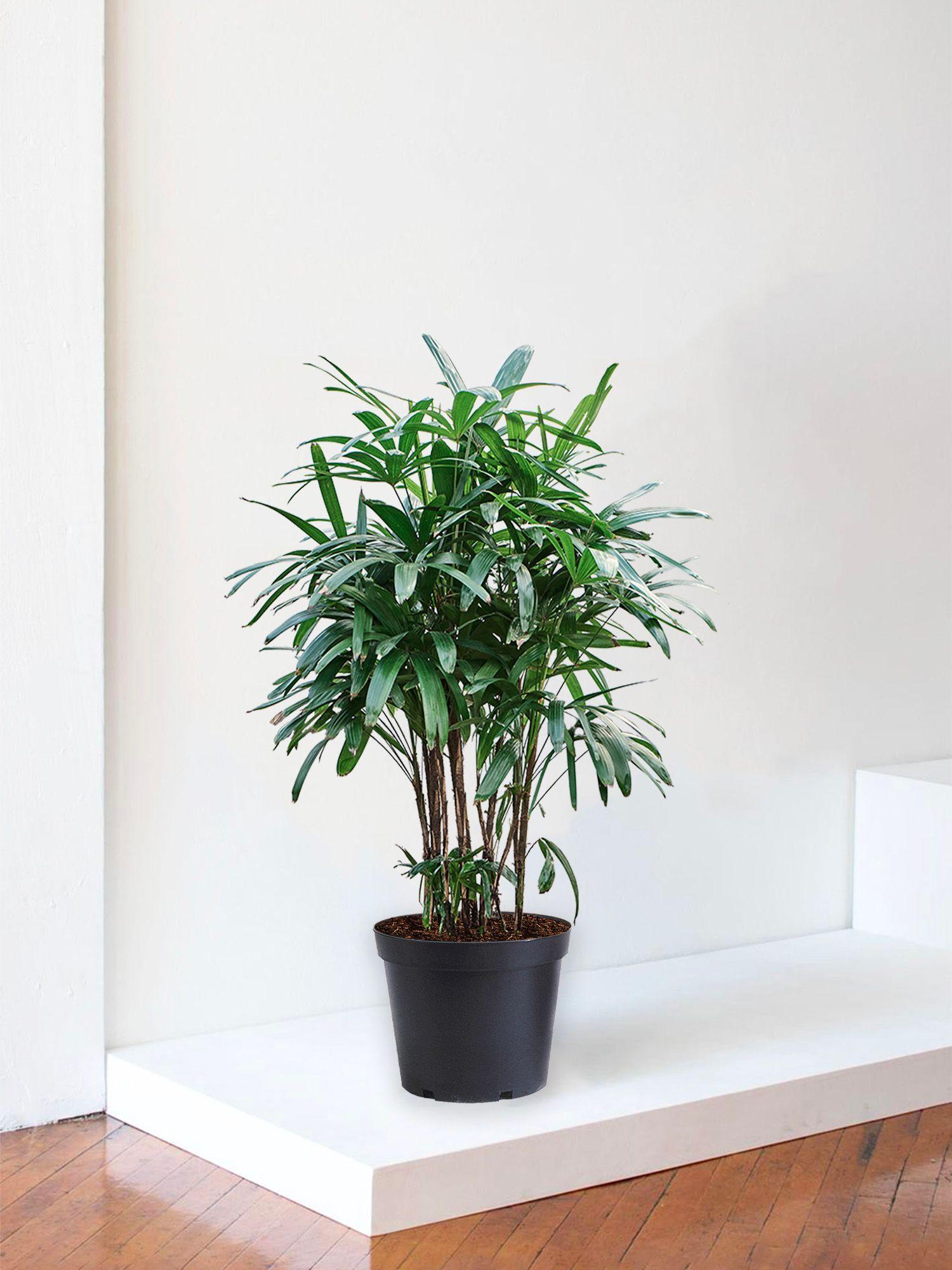 Palmier Bambou Large 1m30 Horticole – Pot Horticole - L 28cm, potted ...