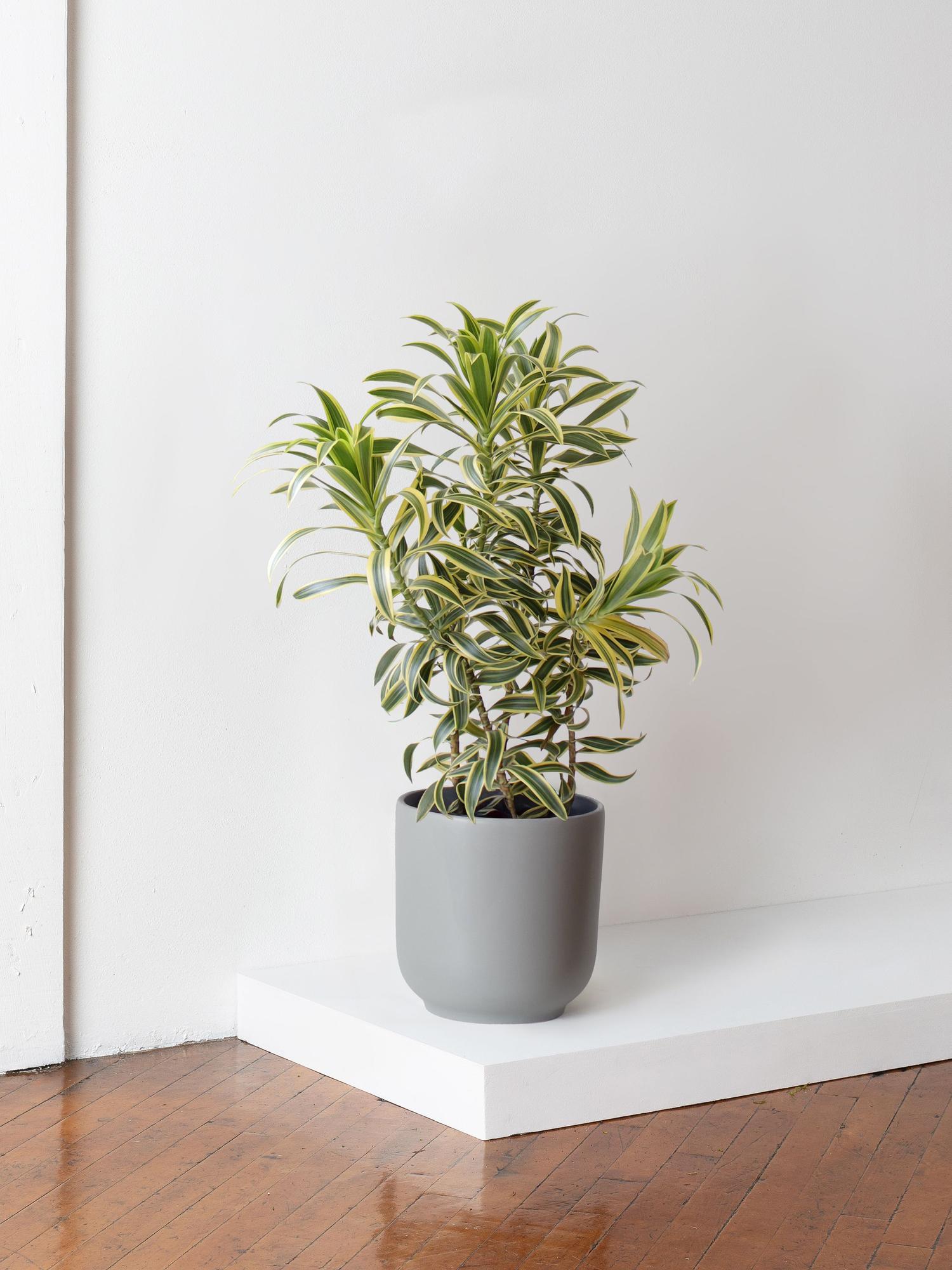 Dracaena Song of India With Nouvelle Pot Large 3 ft tall – White ...