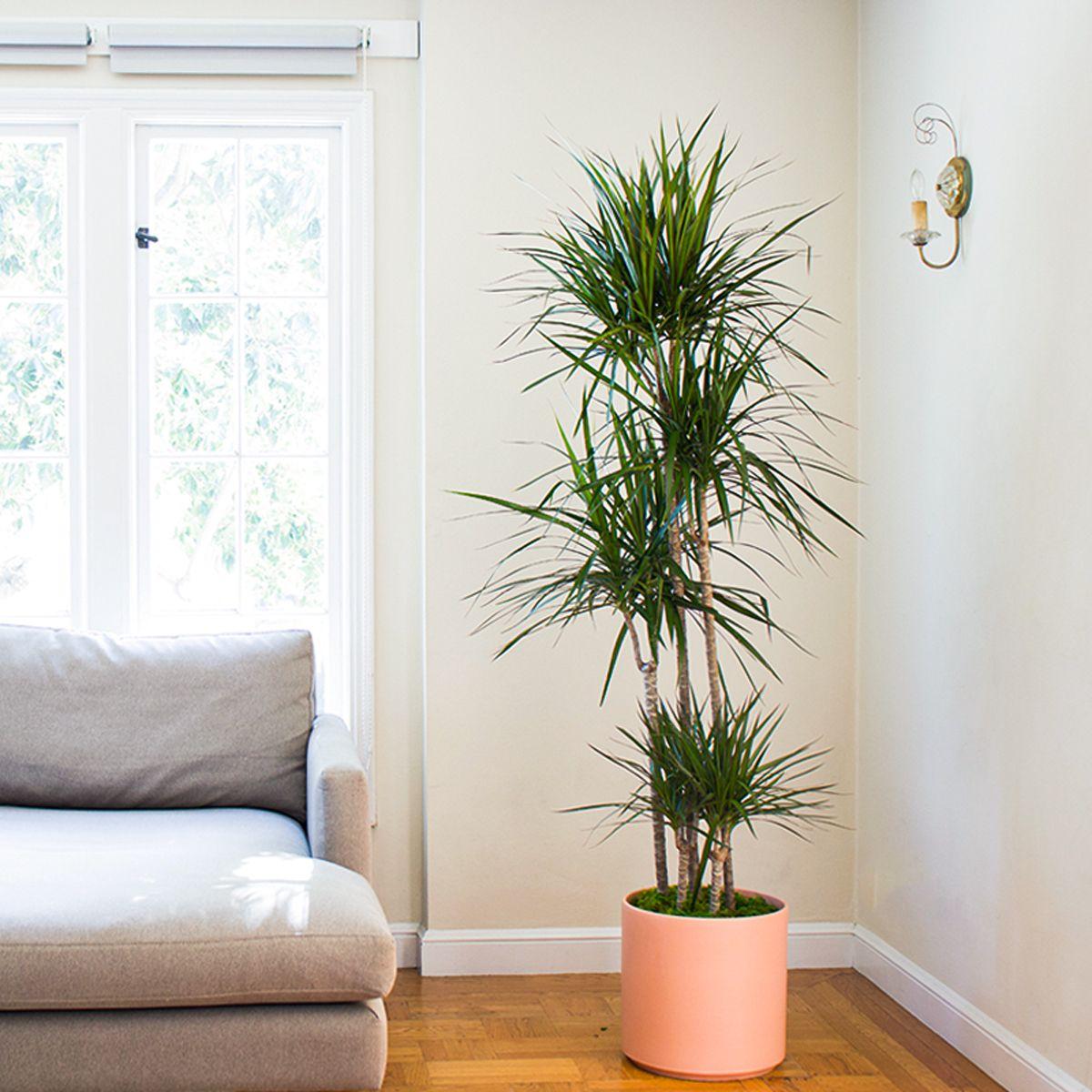 Dragon Tree With Mid-Century Pot Extra Large 5-6 ft tall, potted plant ...