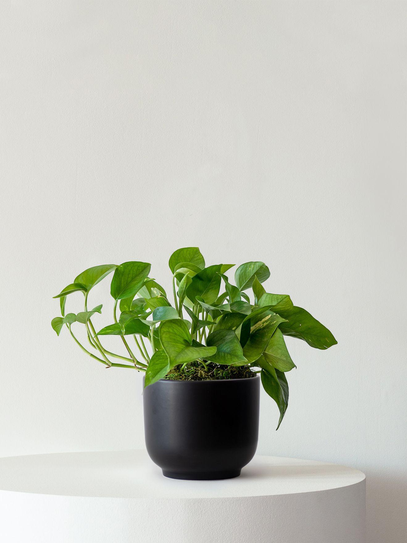 Cascading Pothos With Nouvelle Pot Medium 1-1 ½ ft tall, potted plant ...