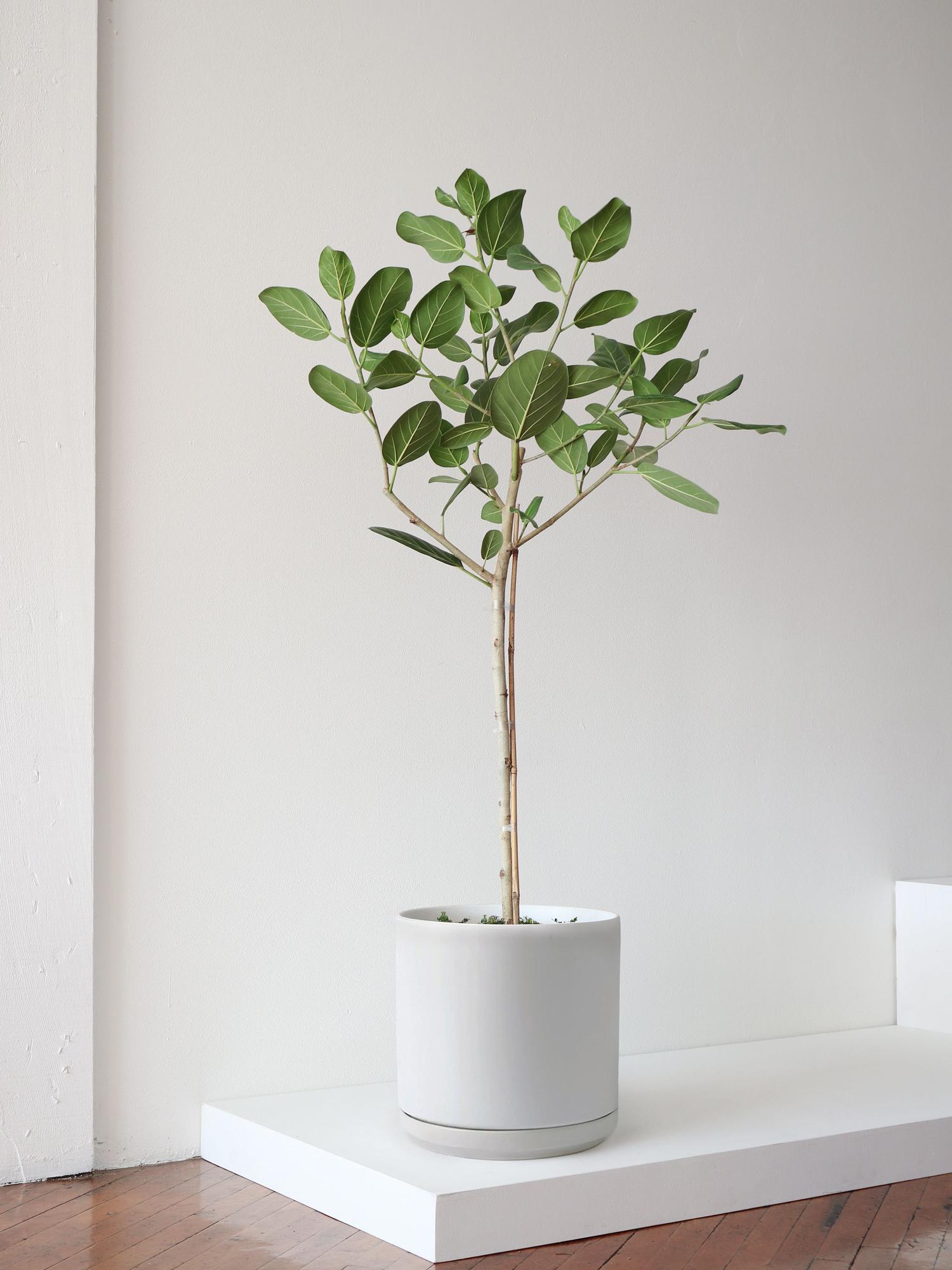 Ficus Audrey Tree With Foundation Pot Extra Large 5½ ft tall – White ...
