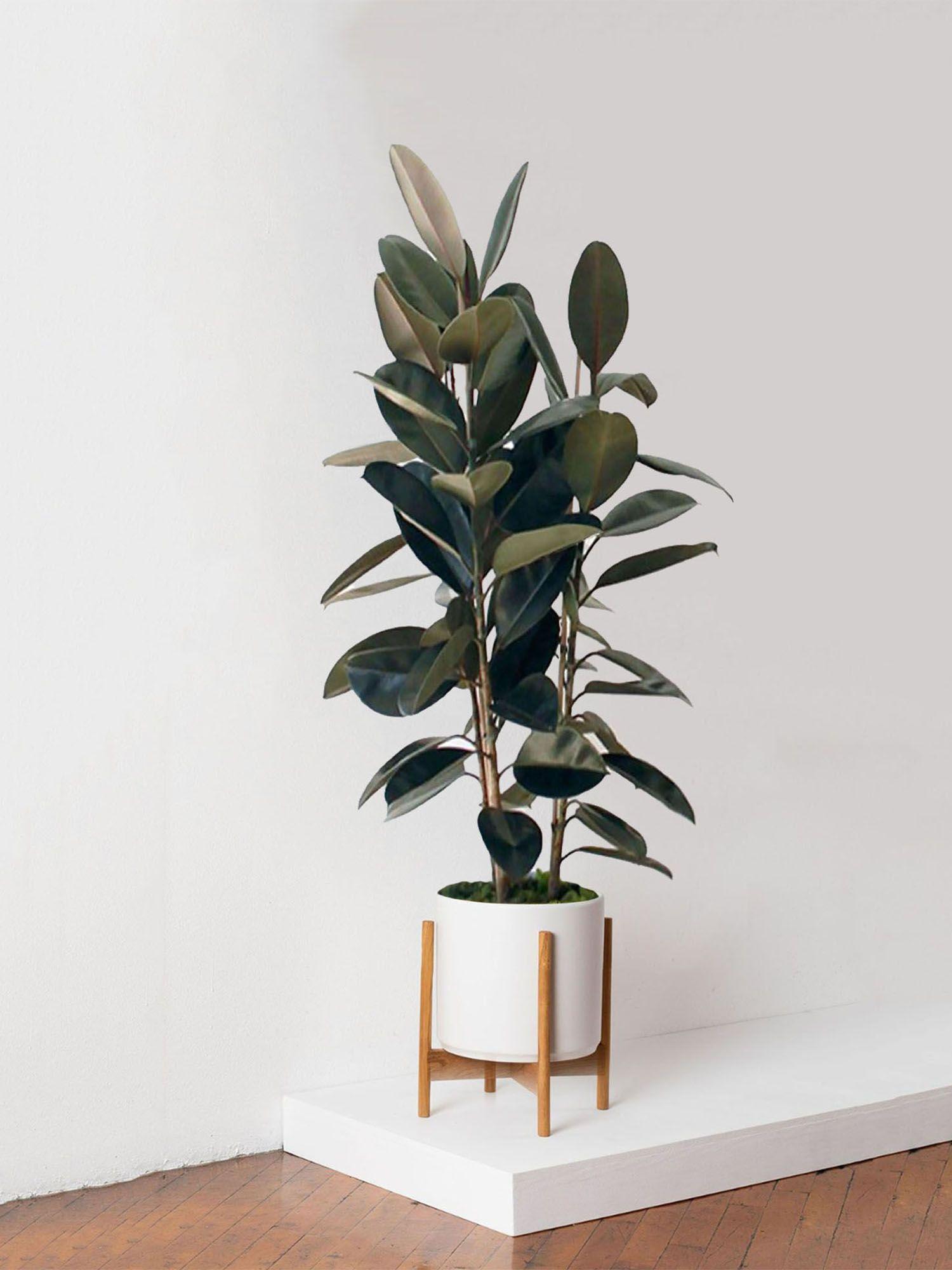 Ficus Elastica Abidjan et cache-pot sur pied Mid-Century Extra Large ...