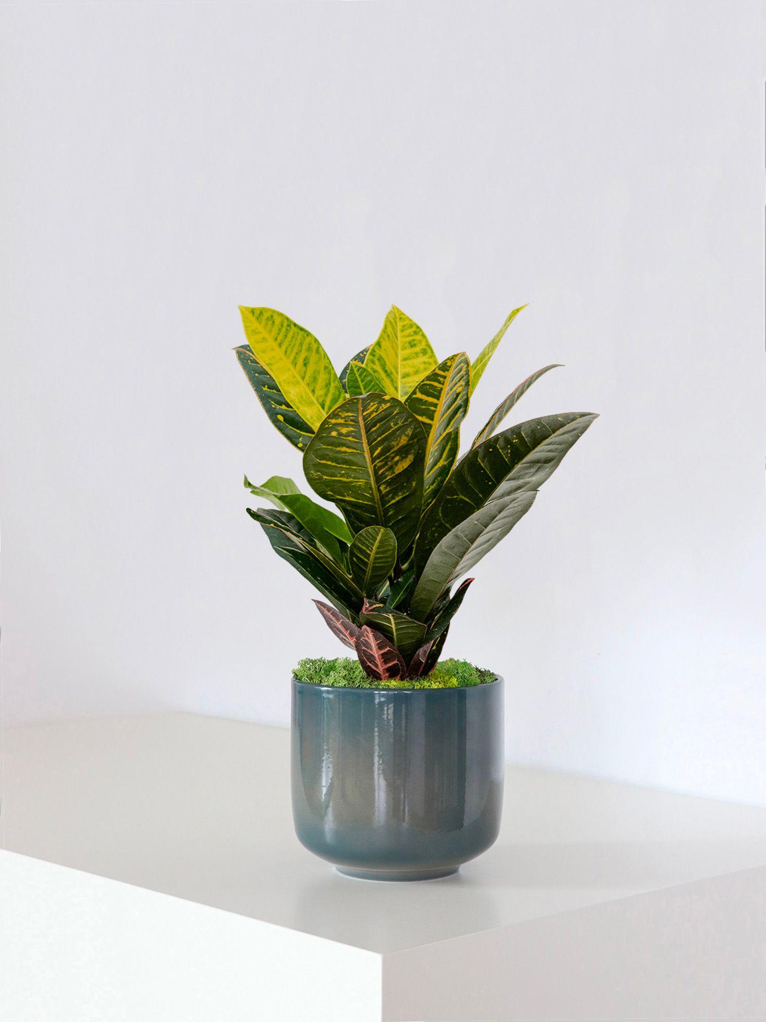 Croton Golden Petra Medium 50cm Curvy | Livraison plantes d'intérieur ...
