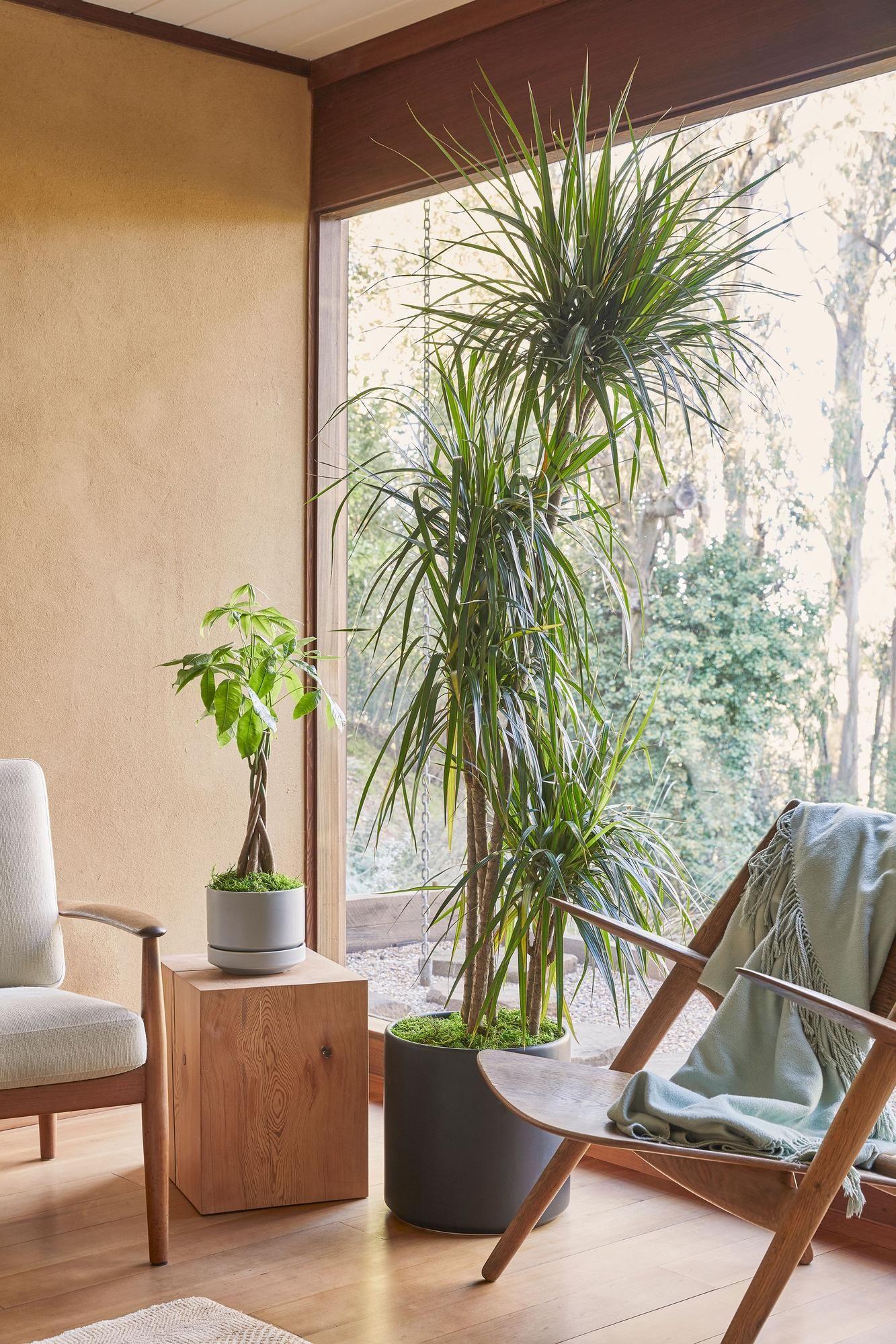 Dragon Tree With Mid-Century Pot Extra Large 5-6 ft tall, potted plant ...