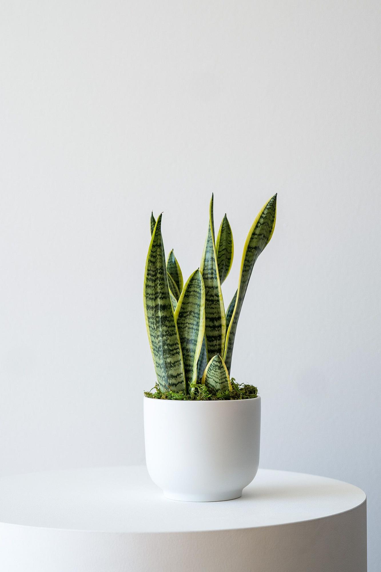 Medium Snake Plant Laurentii With Nouvelle Pot, potted plant, shipped ...