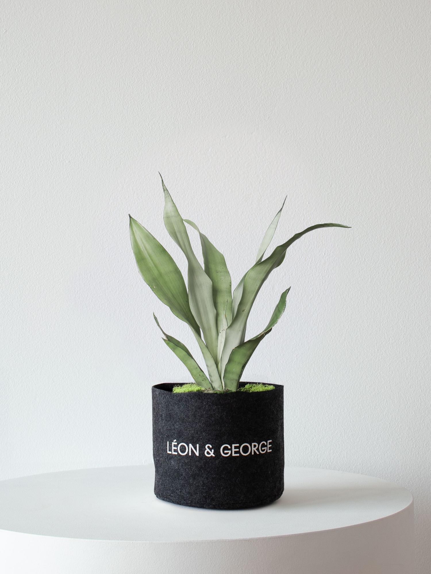 Moonshine Snake Plant Medium (1 - 1½ ft tall) – Nursery Pot, potted ...