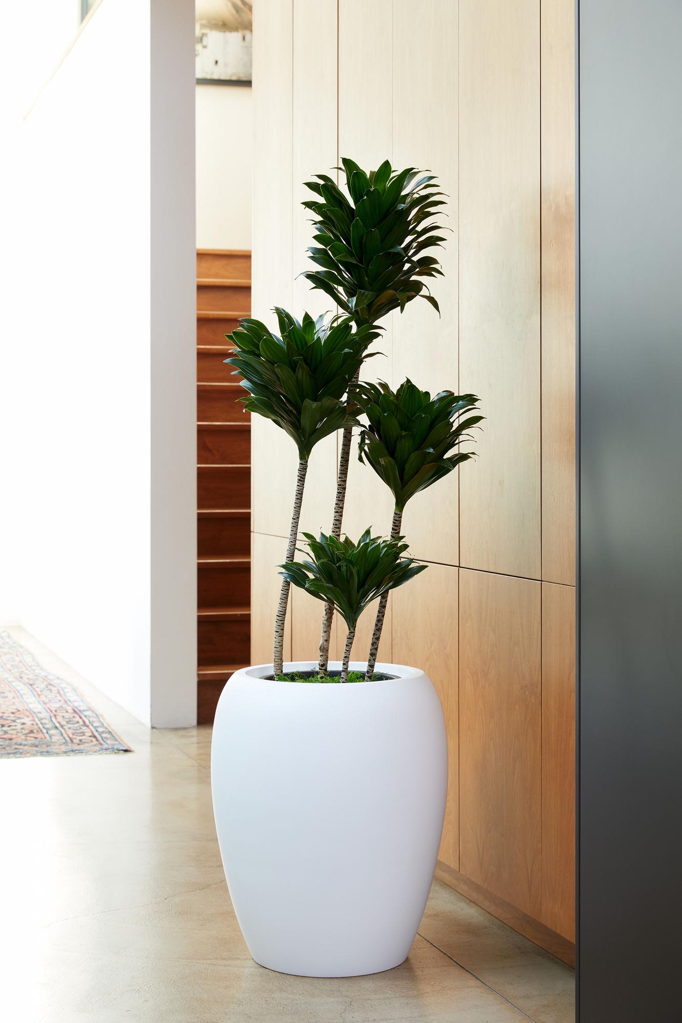 Dracaena Compacta With Calix Pot Extra Large ~4½-5 ft – White Calix Pot ...