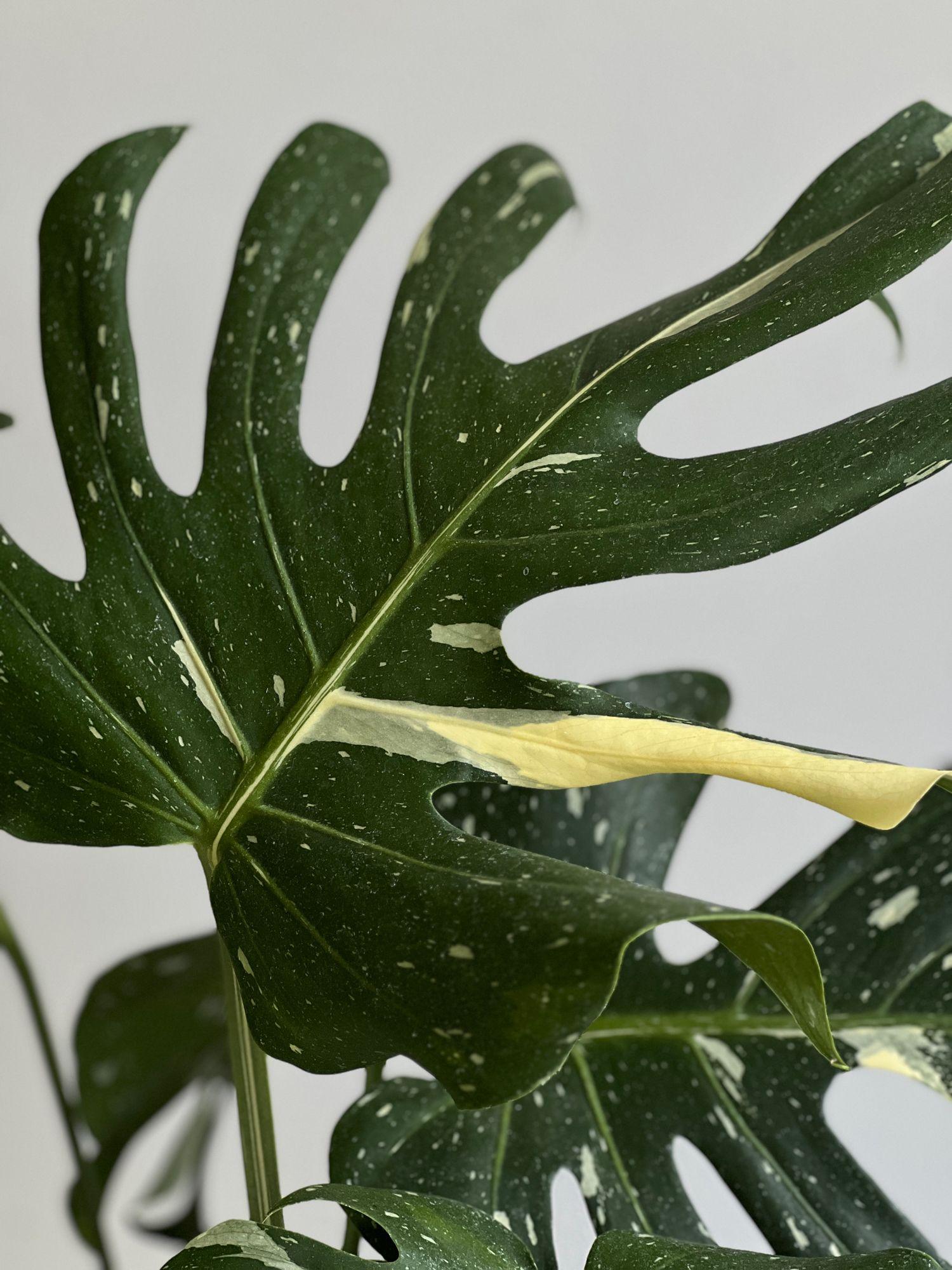 Monstera Thai Constellation Large (3 ft tall) + Mid-Century Pot | Léon ...