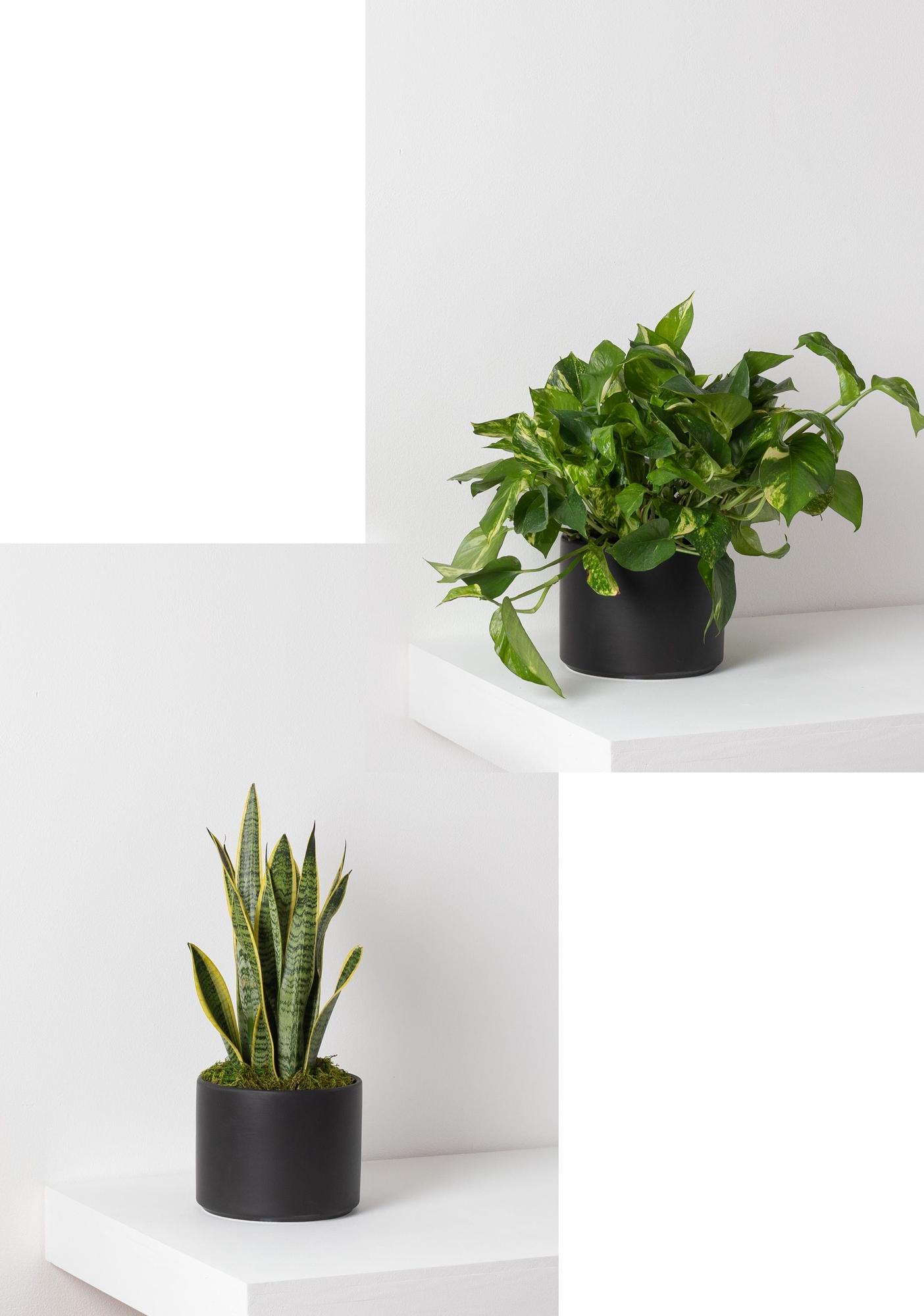 Pothos & Snake Duo Medium (1 ½ ft tall) – White Mid-Century Ceramic ...