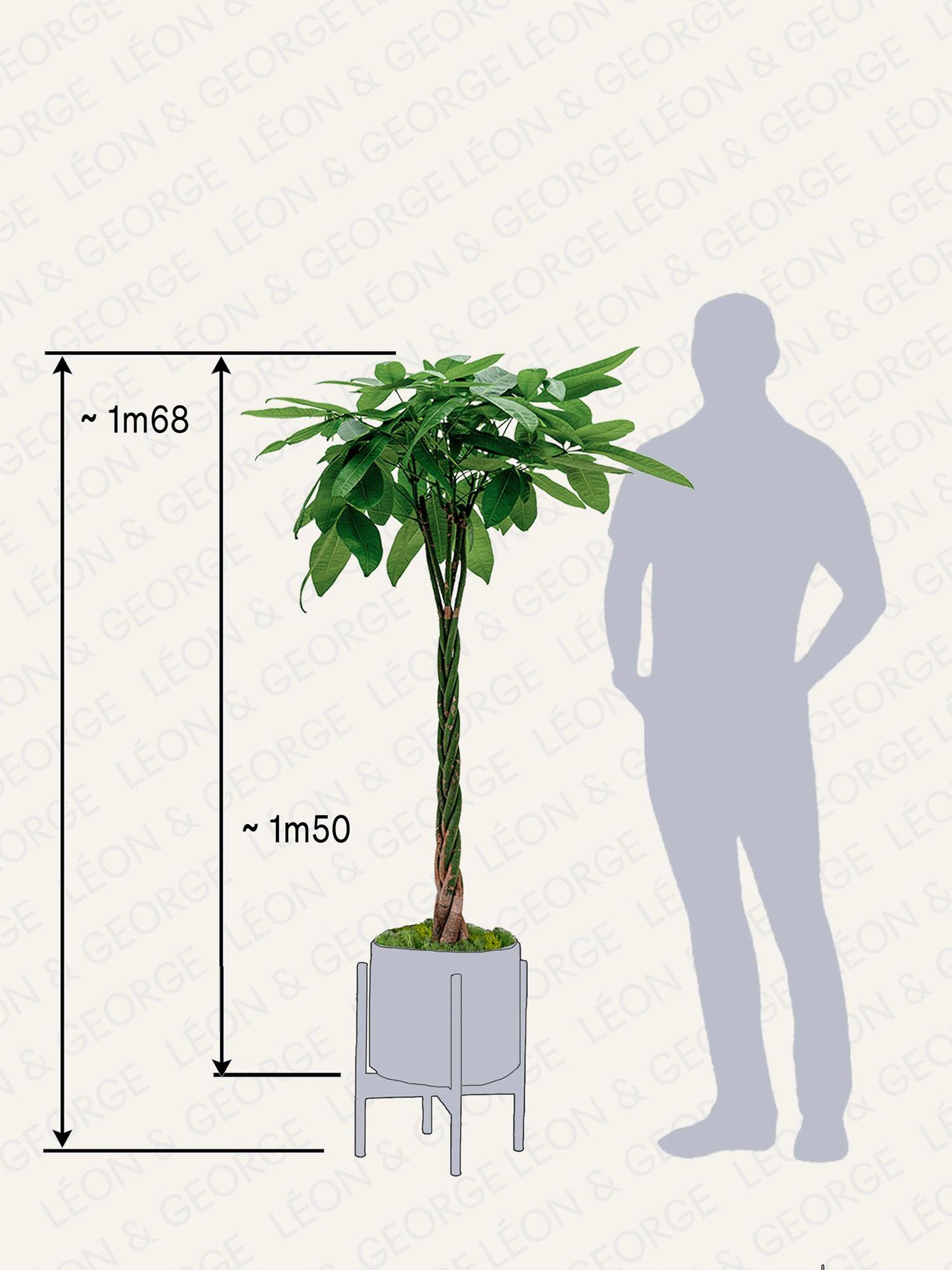 Pachira Aquatica Extra Large (1m50) Mid-Century – Le 32 - Velvet blanc ...