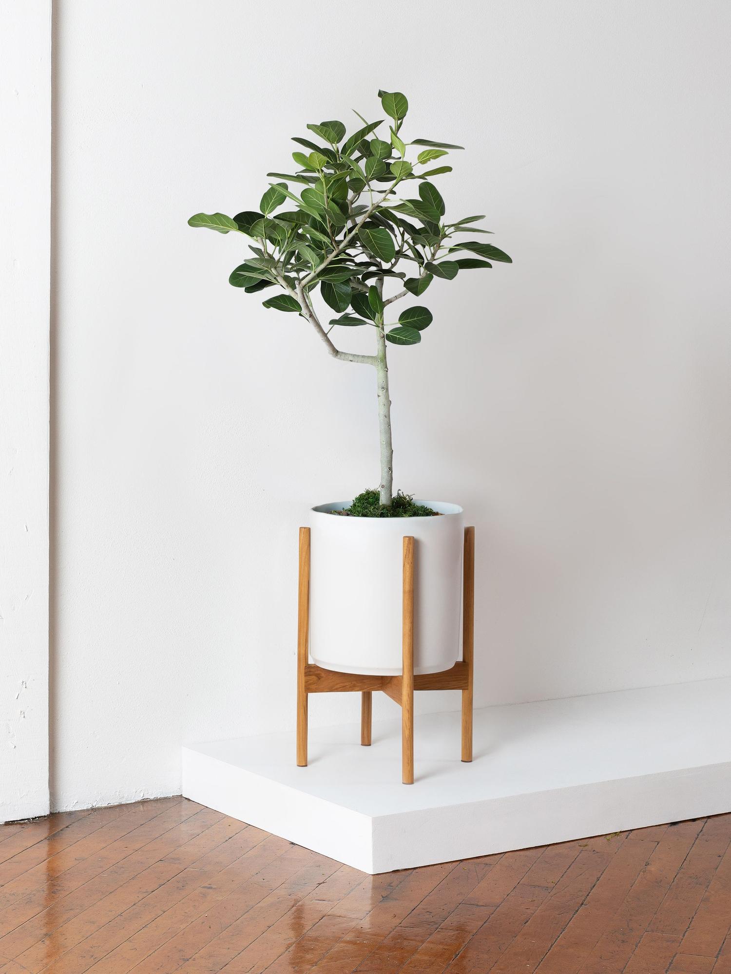 Ficus Audrey Tree With Mid-Century Pot Large 3 ½ – 4 ft tall, potted ...