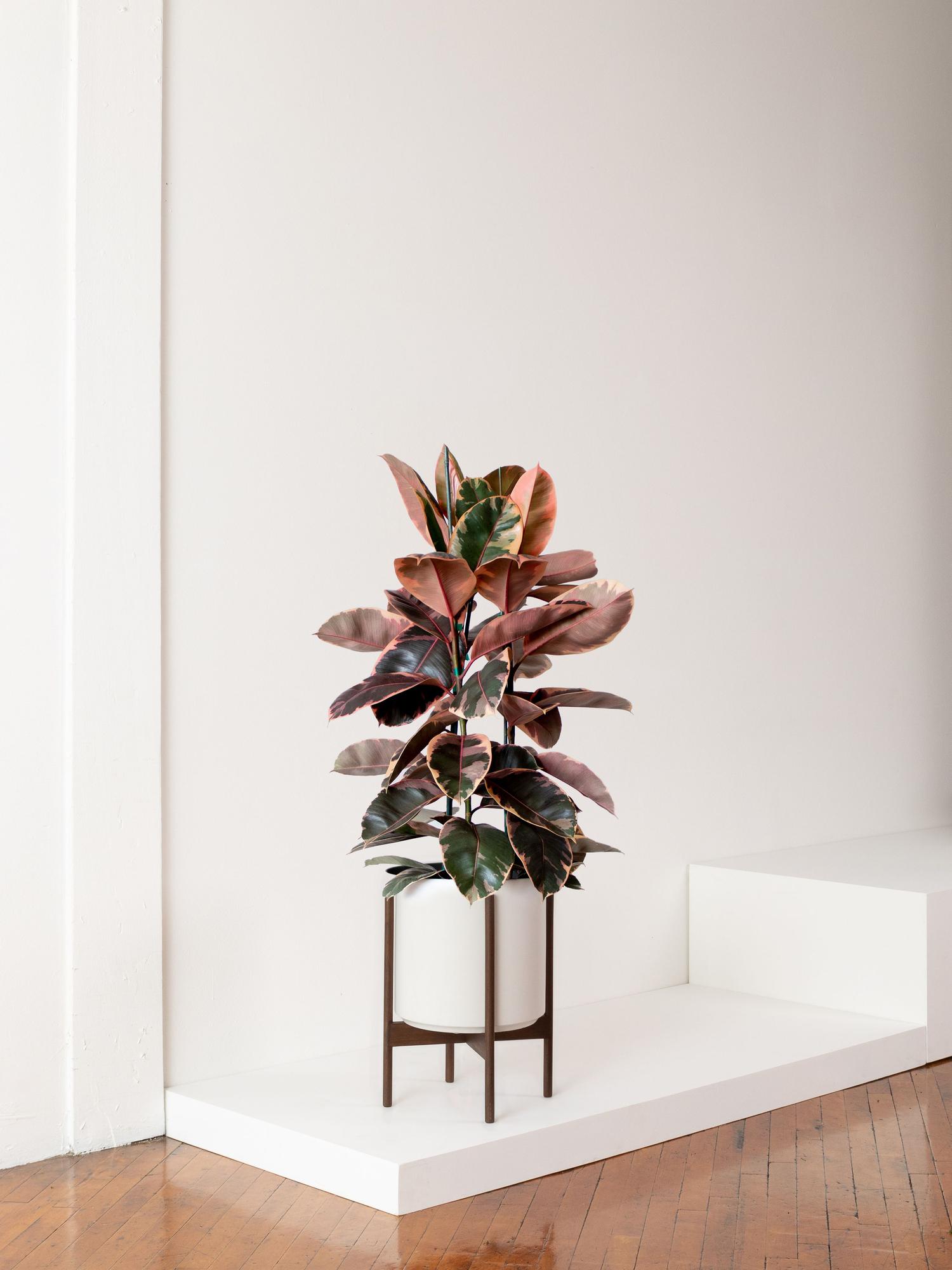 Ruby Rubber Tree With Mid-Century Pot Extra Large 3½ - 4½ FT TALL ...