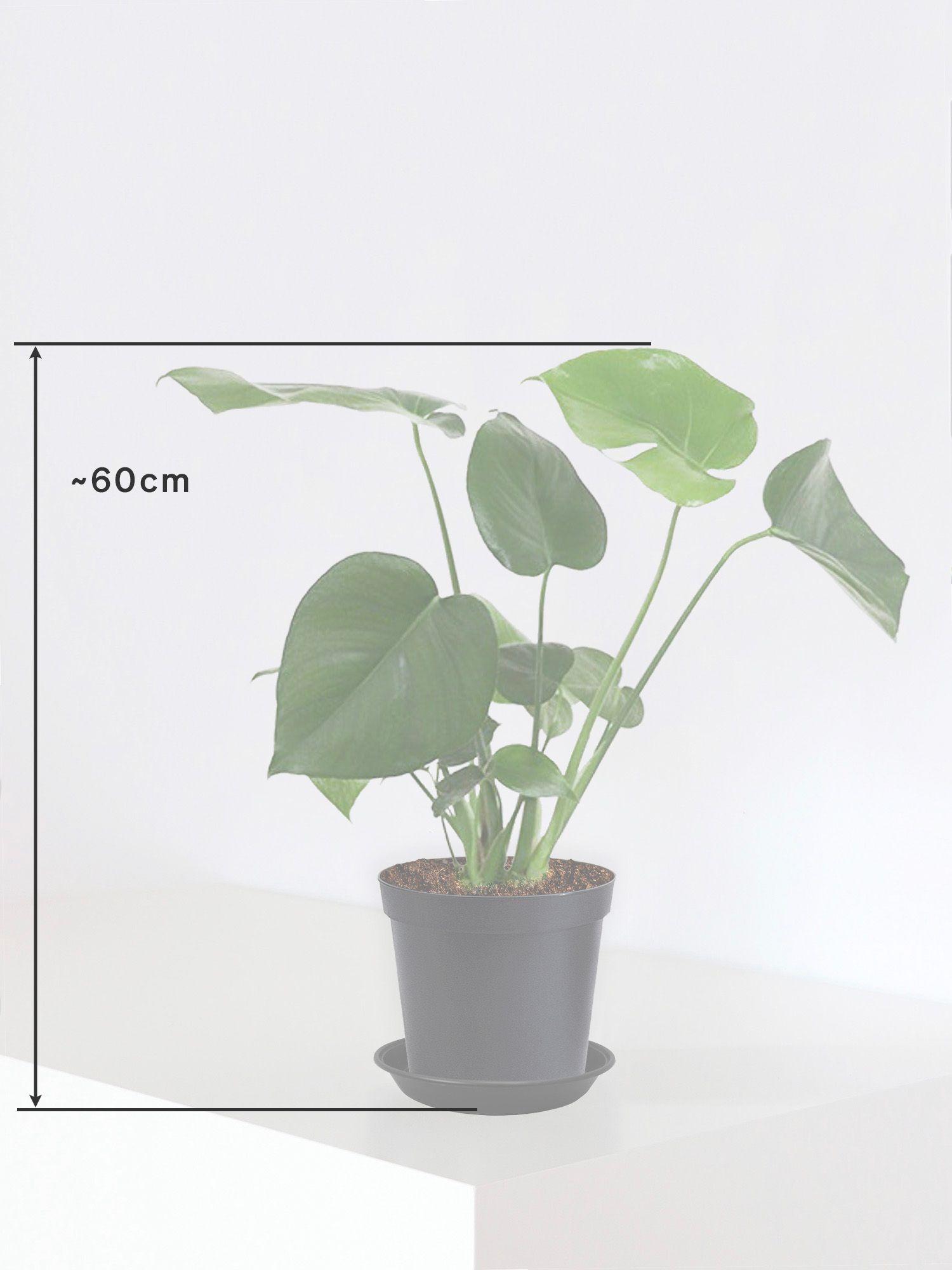 Monstera Deliciosa Medium (60 cm) | Léon & George