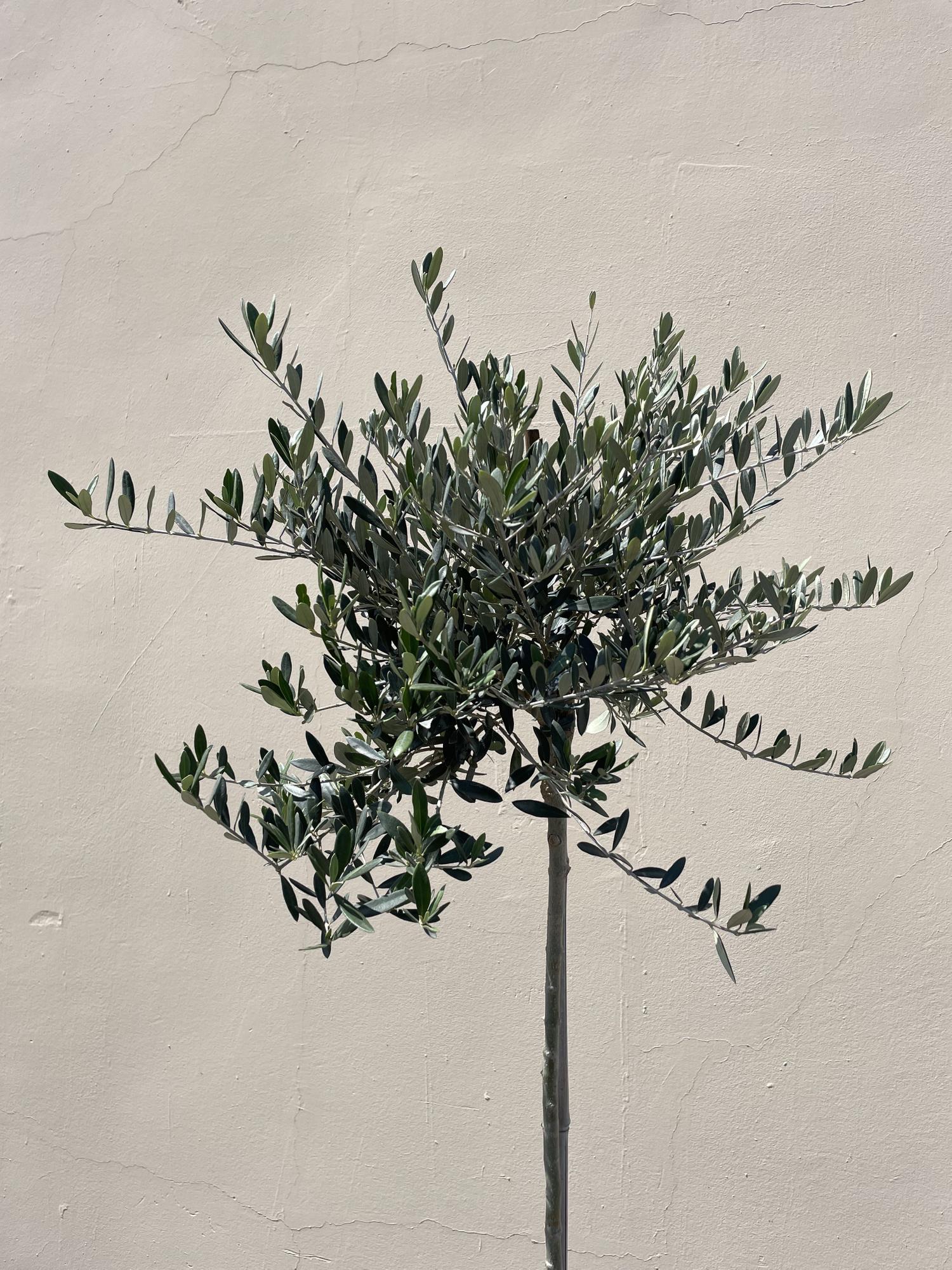 Topiary Olive Tree With Nursery Pot Large 3 ft tall | Livraison plantes ...