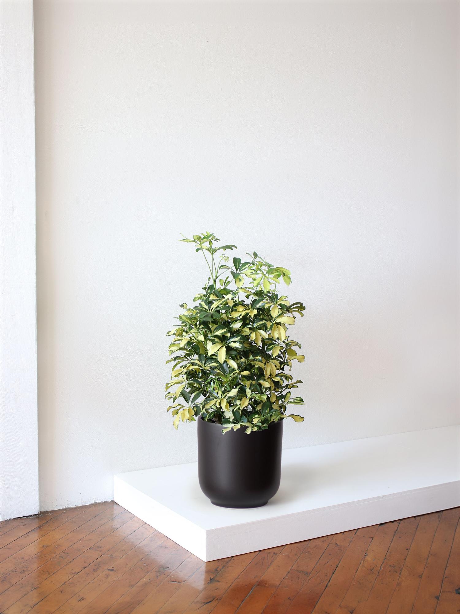 Schefflera Gold Capella - Nouvelle With Nouvelle Pot Large 2½ – 3 ft ...