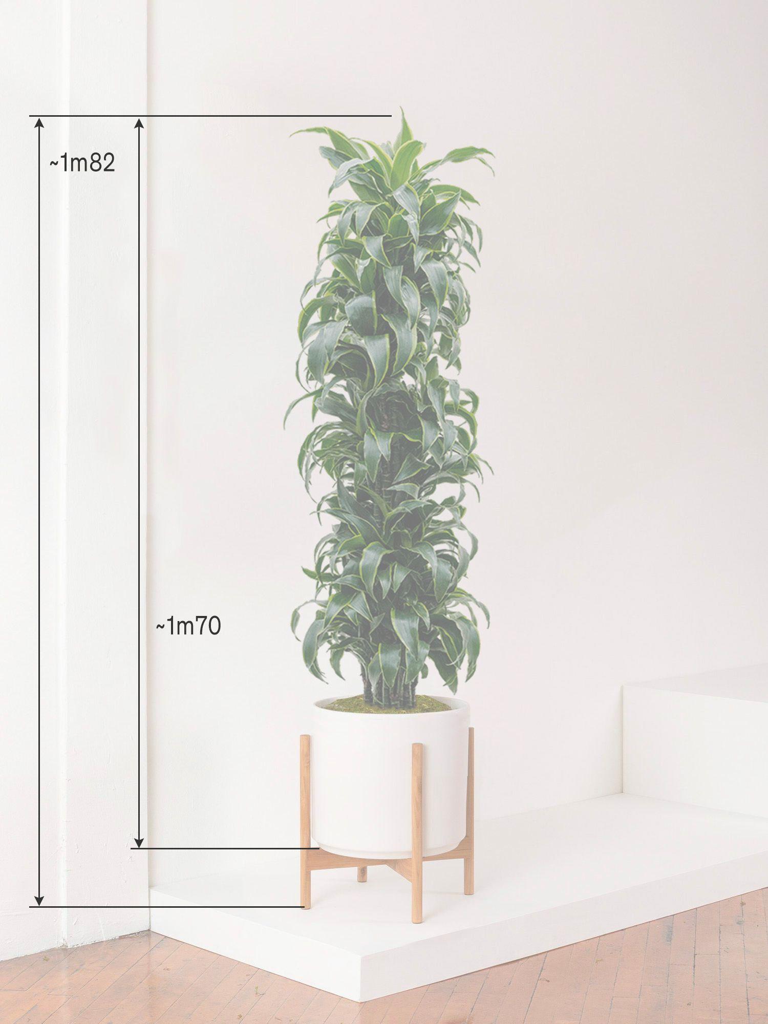 Dracaena Fragrans Dorado Extra Large 1m70 Mid-Century | Premium Indoor ...