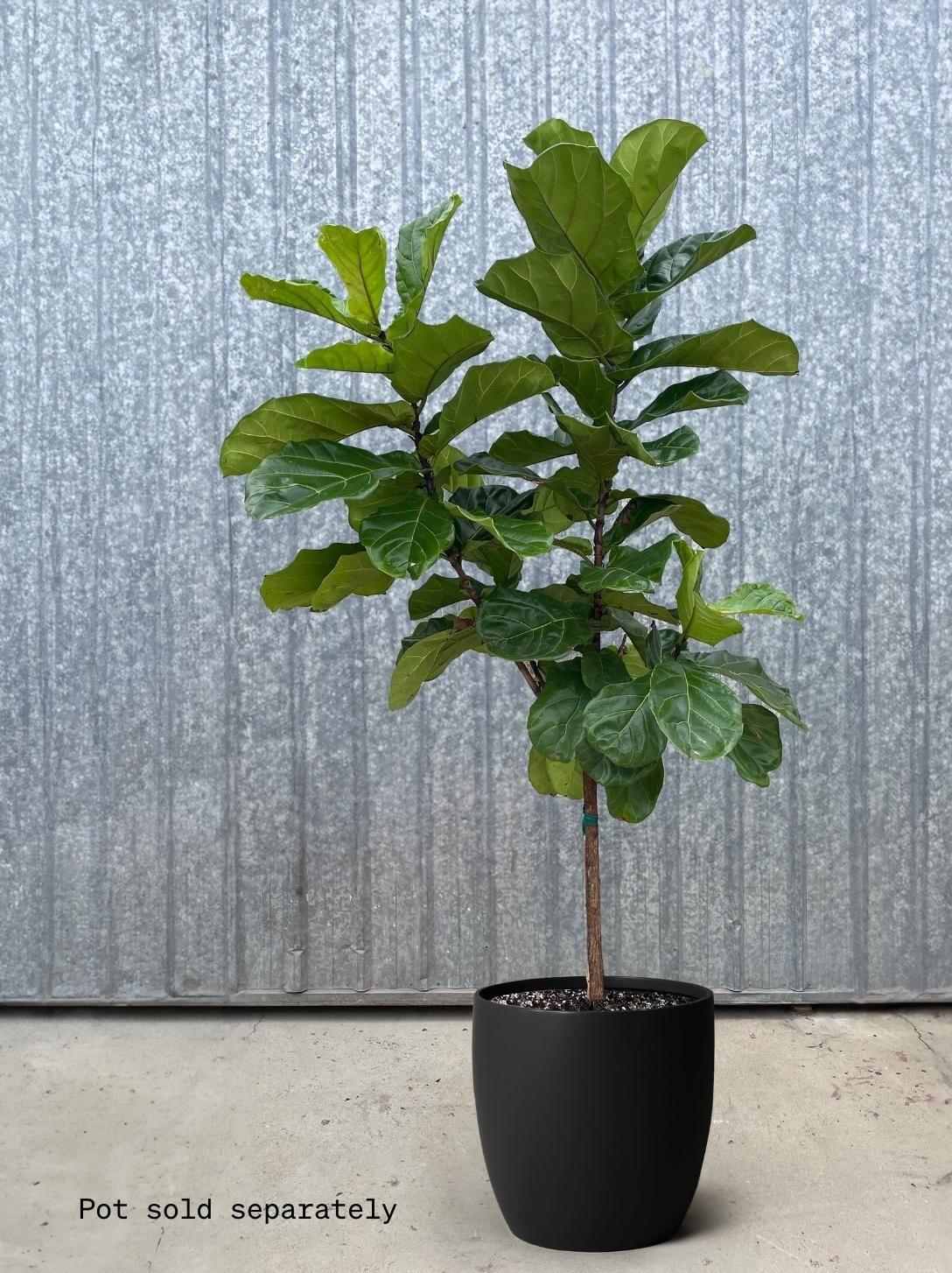 Xxl Fiddle Leaf Fig Tree without pot, potted plant, shipped by Léon ...