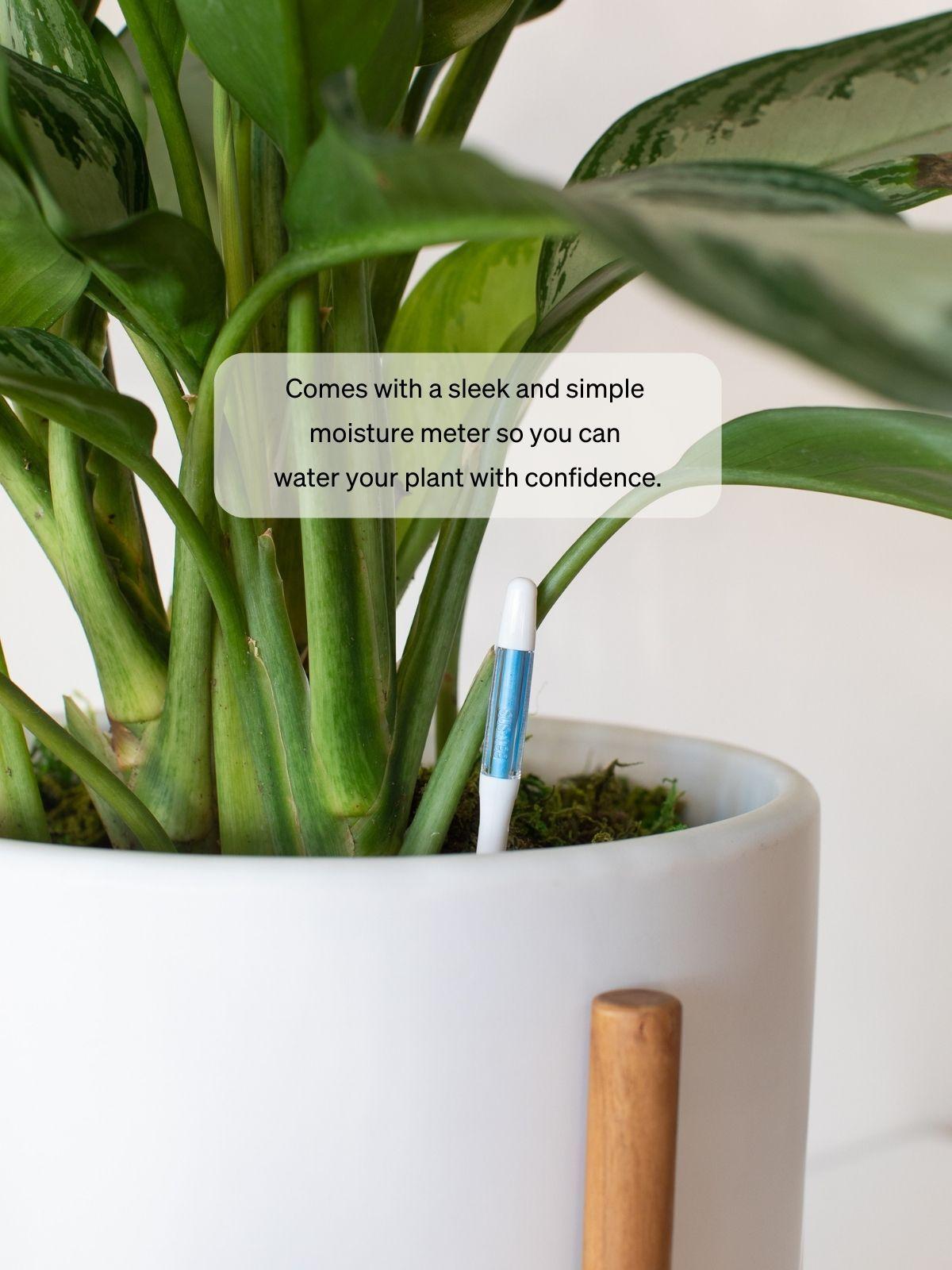 Large Rubber Tree With Nouvelle Pot, potted plant, shipped by Léon & George