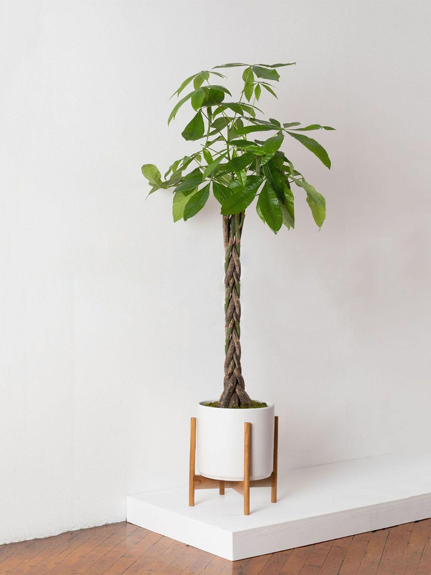 Pachira Aquatica Extra Large (1m80) Mid-Century – Le 36 - Velvet blanc ...