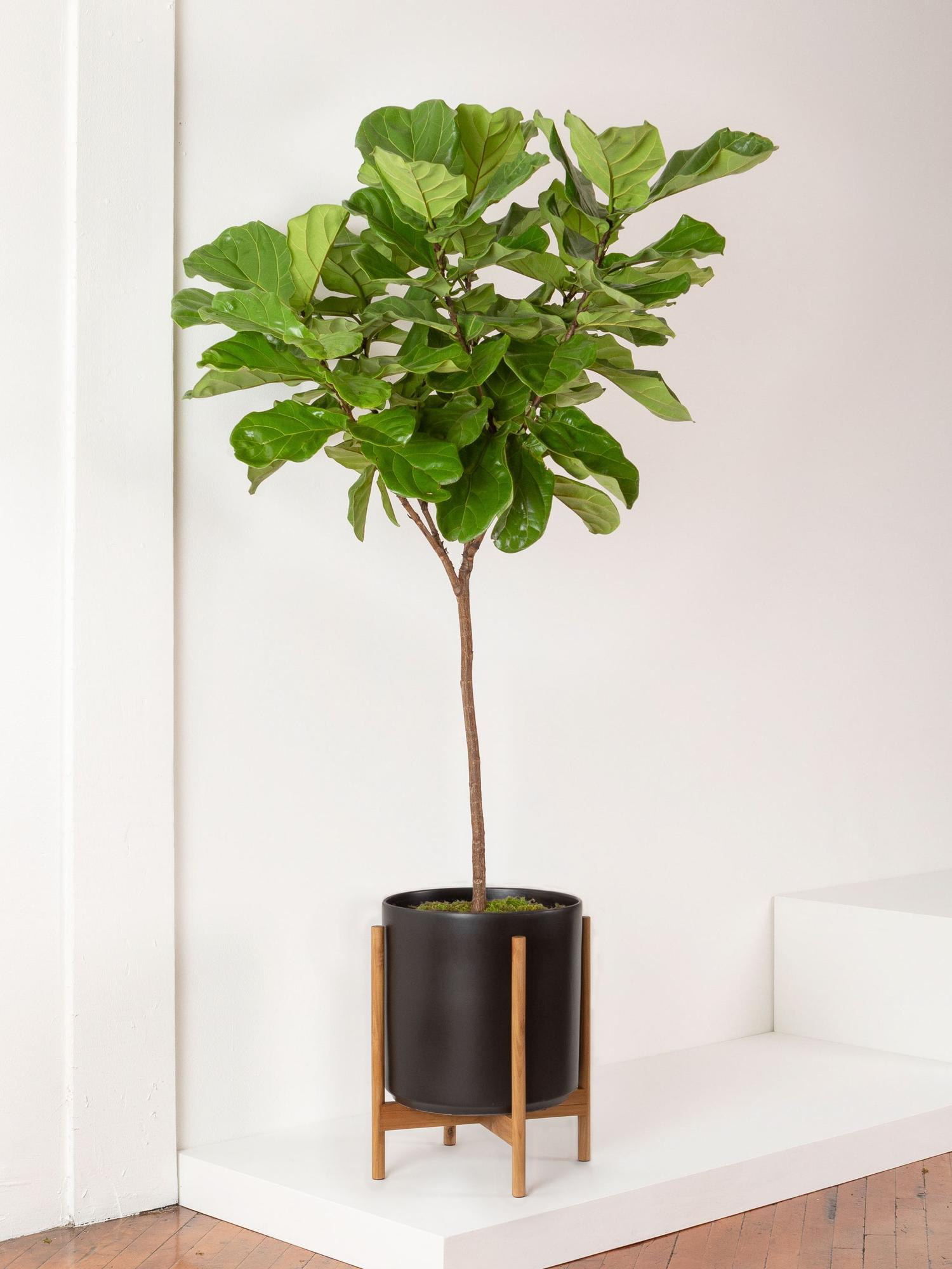 Extra Large Fiddle Leaf Fig Tree With Mid-Century Pot, potted plant ...
