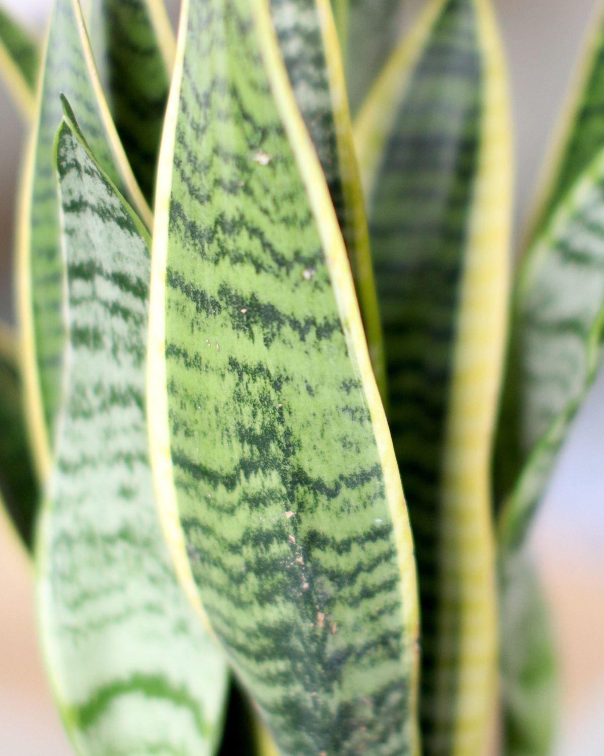 Snake Plant Laurentii Medium (1 - 1½ ft tall) – Nursery Pot, potted ...
