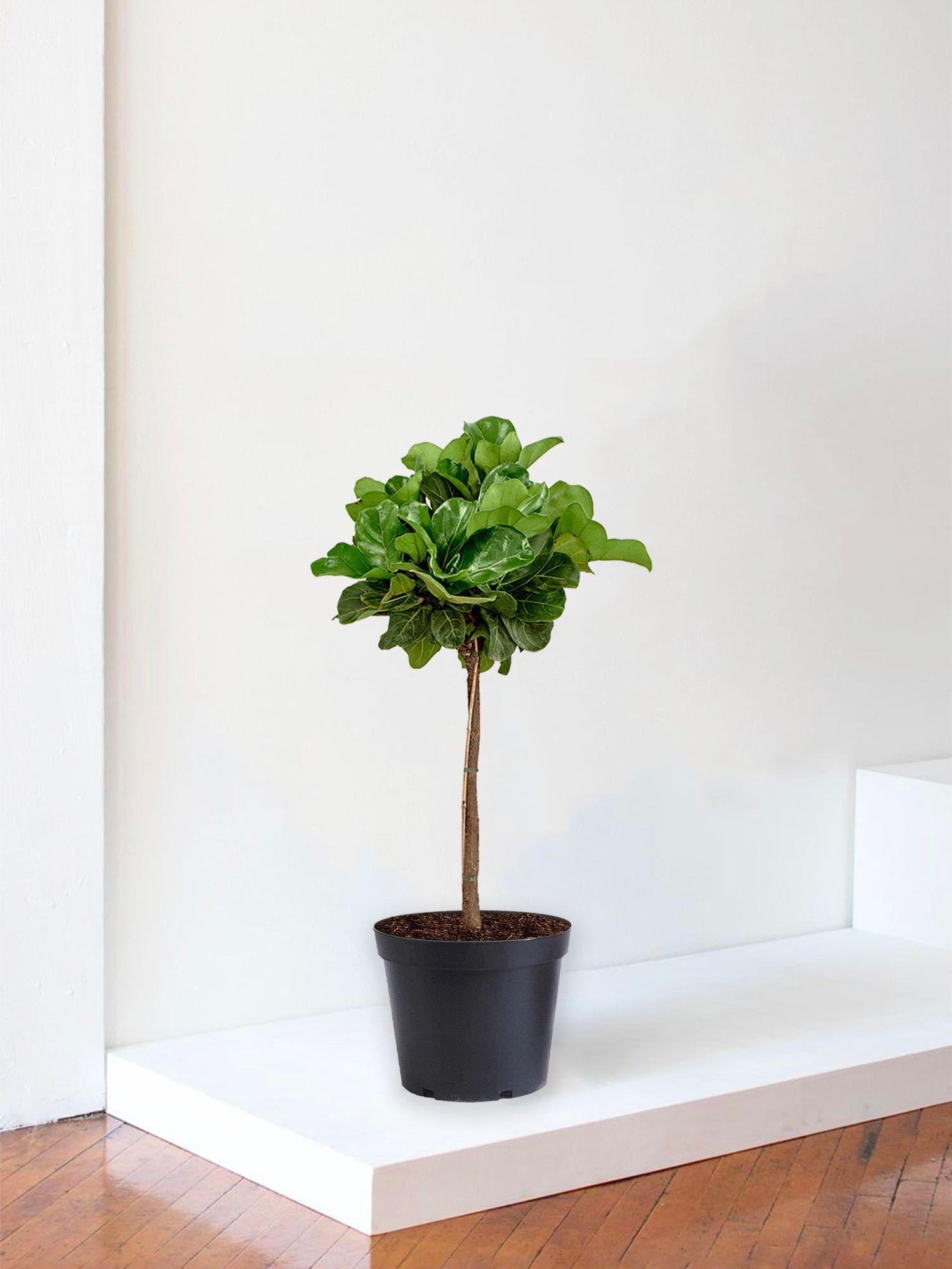 Ficus Lyrata Canopée Large 1m20 Horticole – Pot Horticole - L 28cm ...
