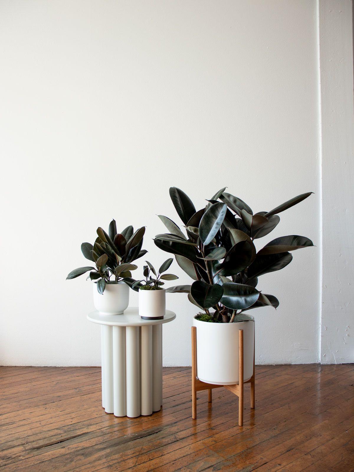 Rubber Tree With Mid-Century Pot Large 2 – 3 ft tall, potted plant ...