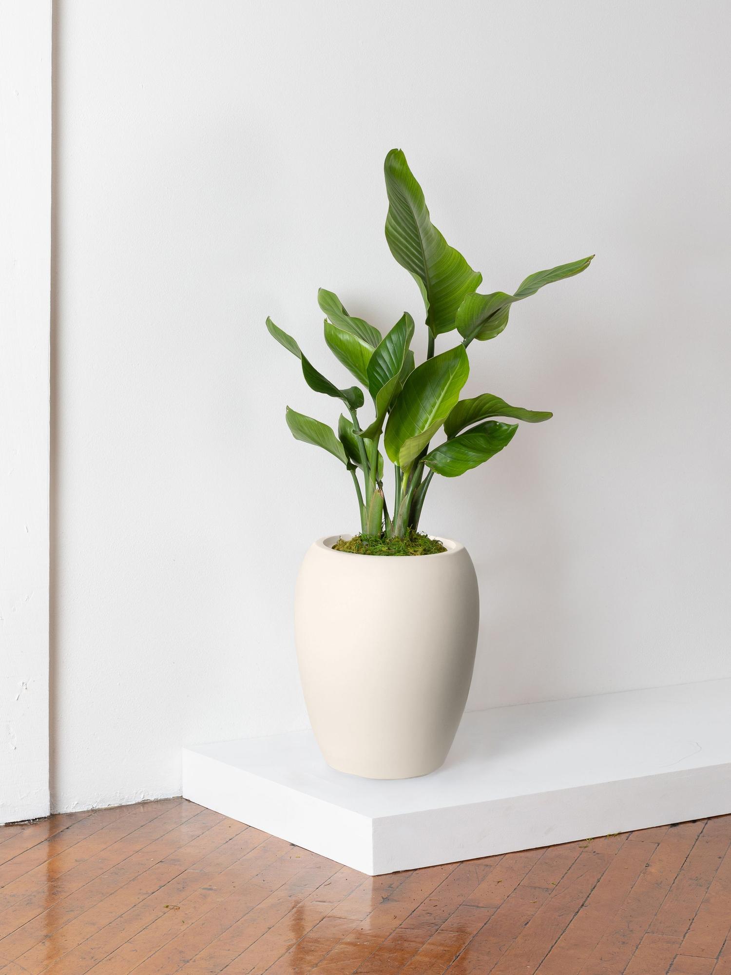 Bird of Paradise With Calix Pot Large 4 - 5 ft tall – White Calix Pot ...