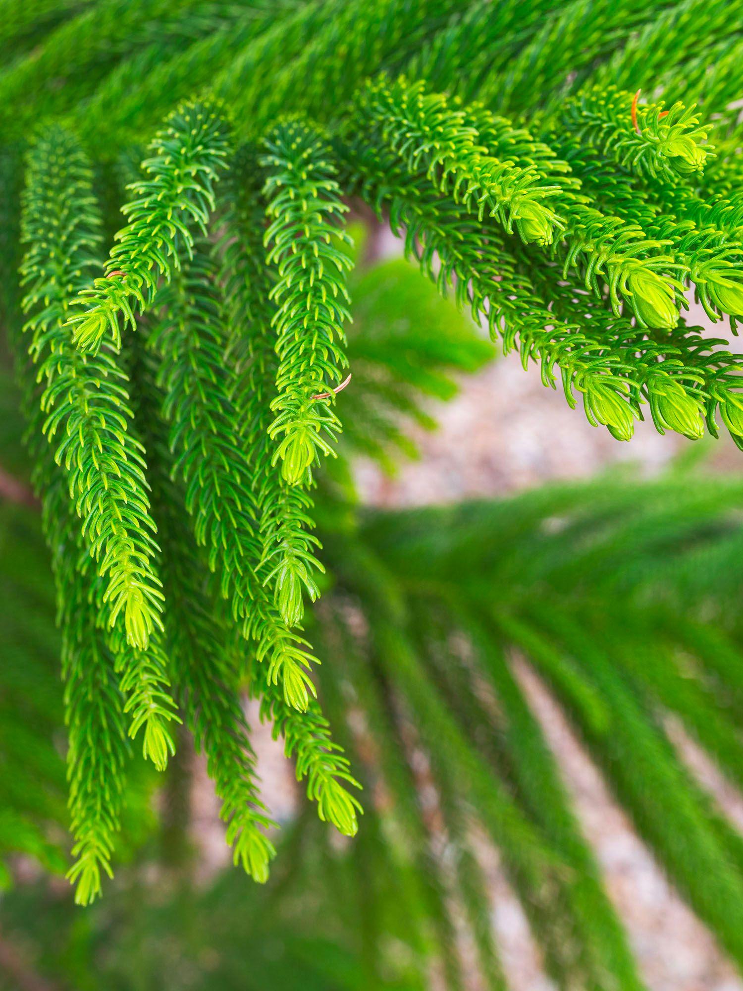Norfolk Pine Large 1m10 Mid-Century | Premium Indoor Plant Delivery ...