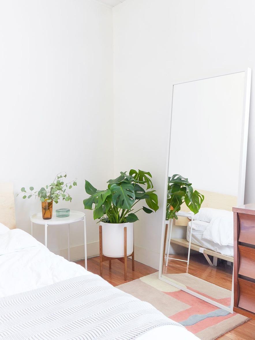 Monstera Deliciosa Large (1m) Mid-Century – Le 32 - Velvet blanc mid ...