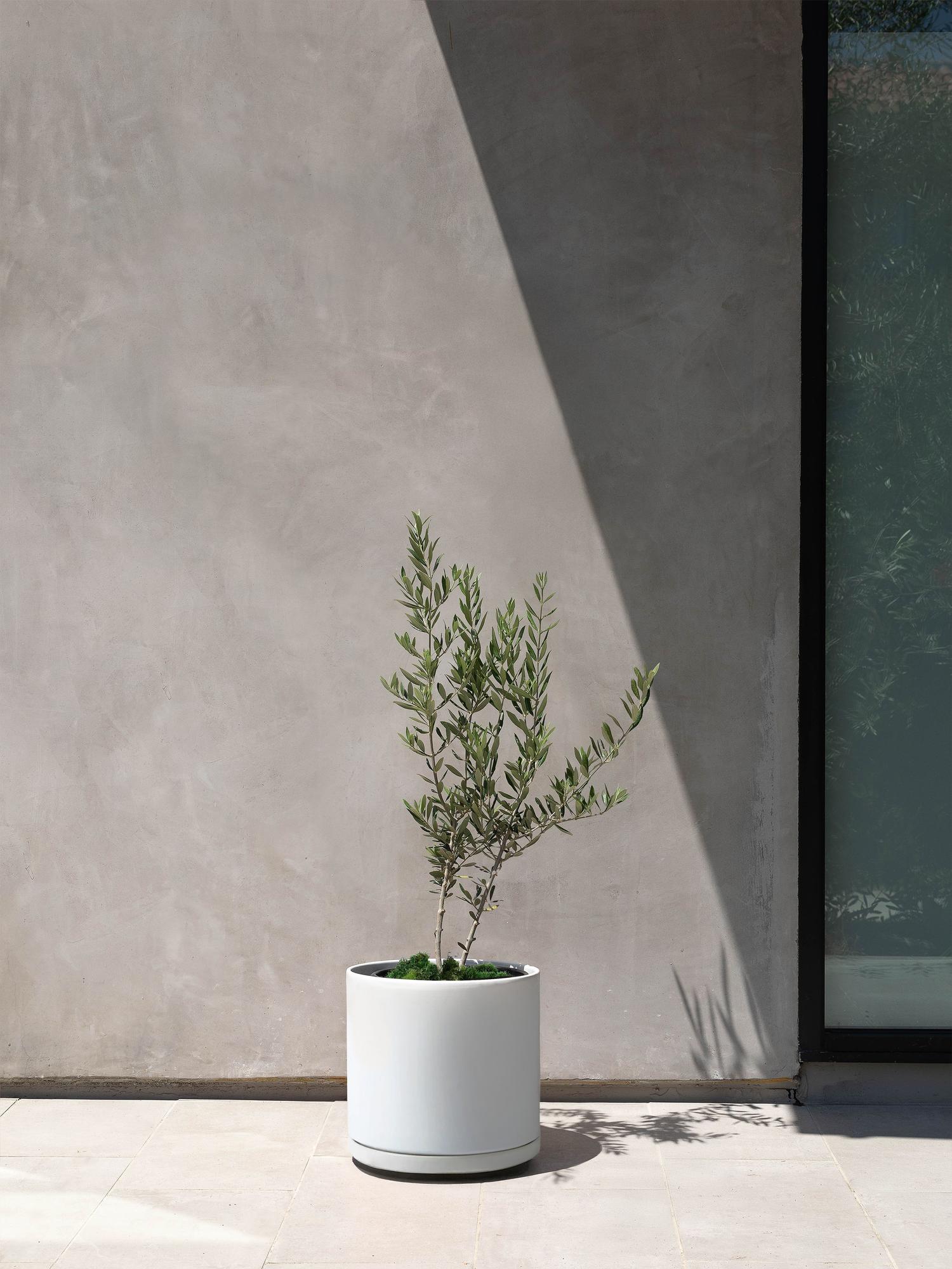Olive Bush Large (2 ft tall) – White Foundation, potted plant, shipped ...