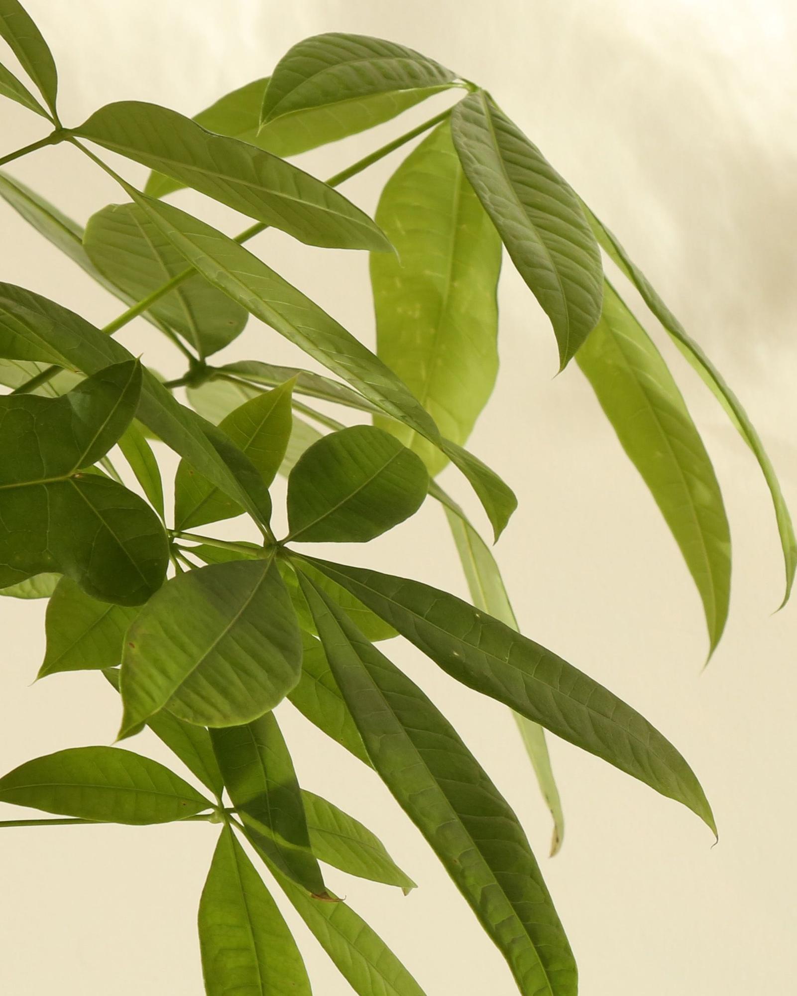 Braided Money Tree Extra Large (5 ½ ft tall) – White Mid-Century ...