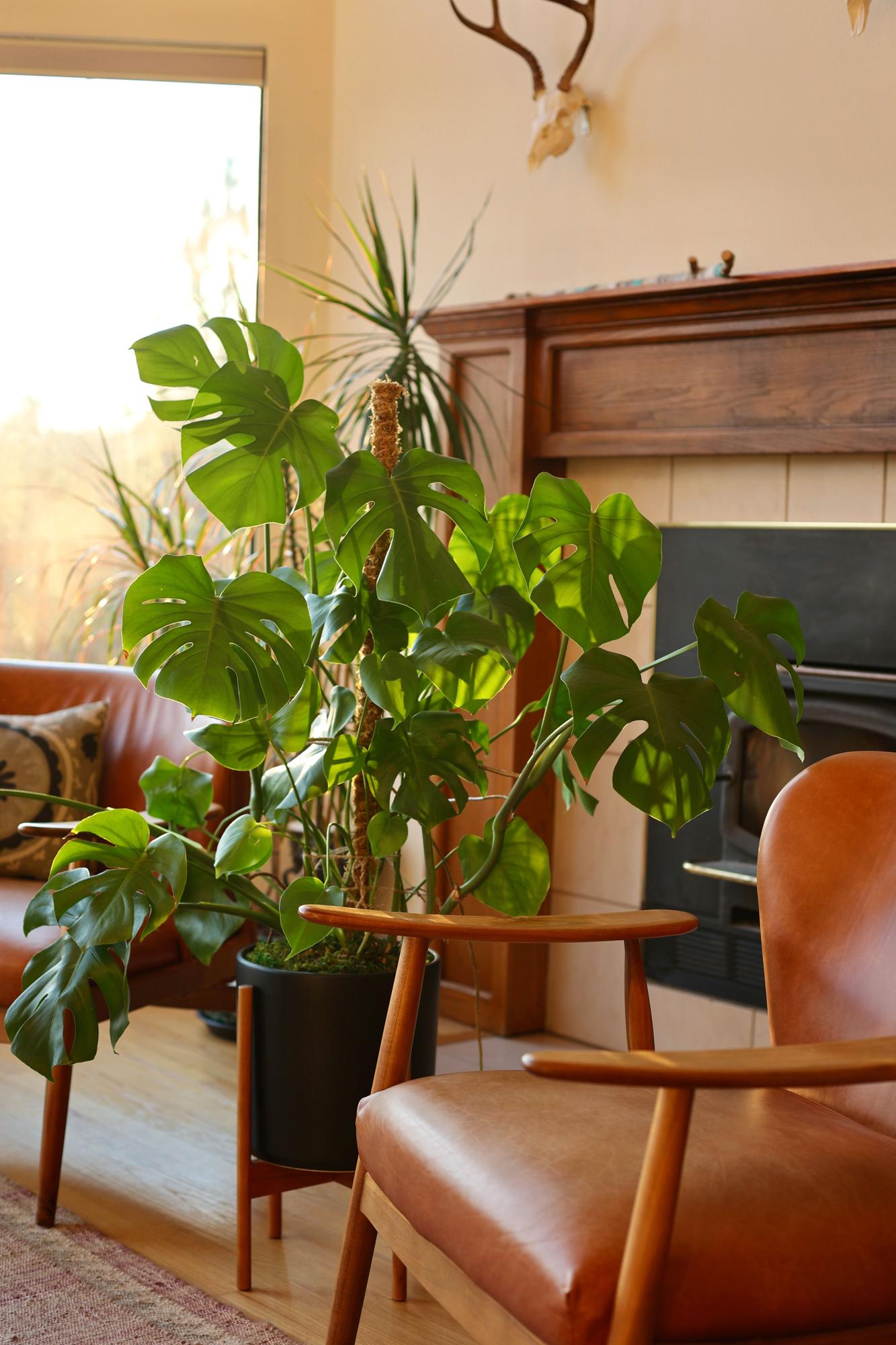 Monstera Deliciosa With Mid-Century Pot Large 2 ½ ft tall, potted plant ...