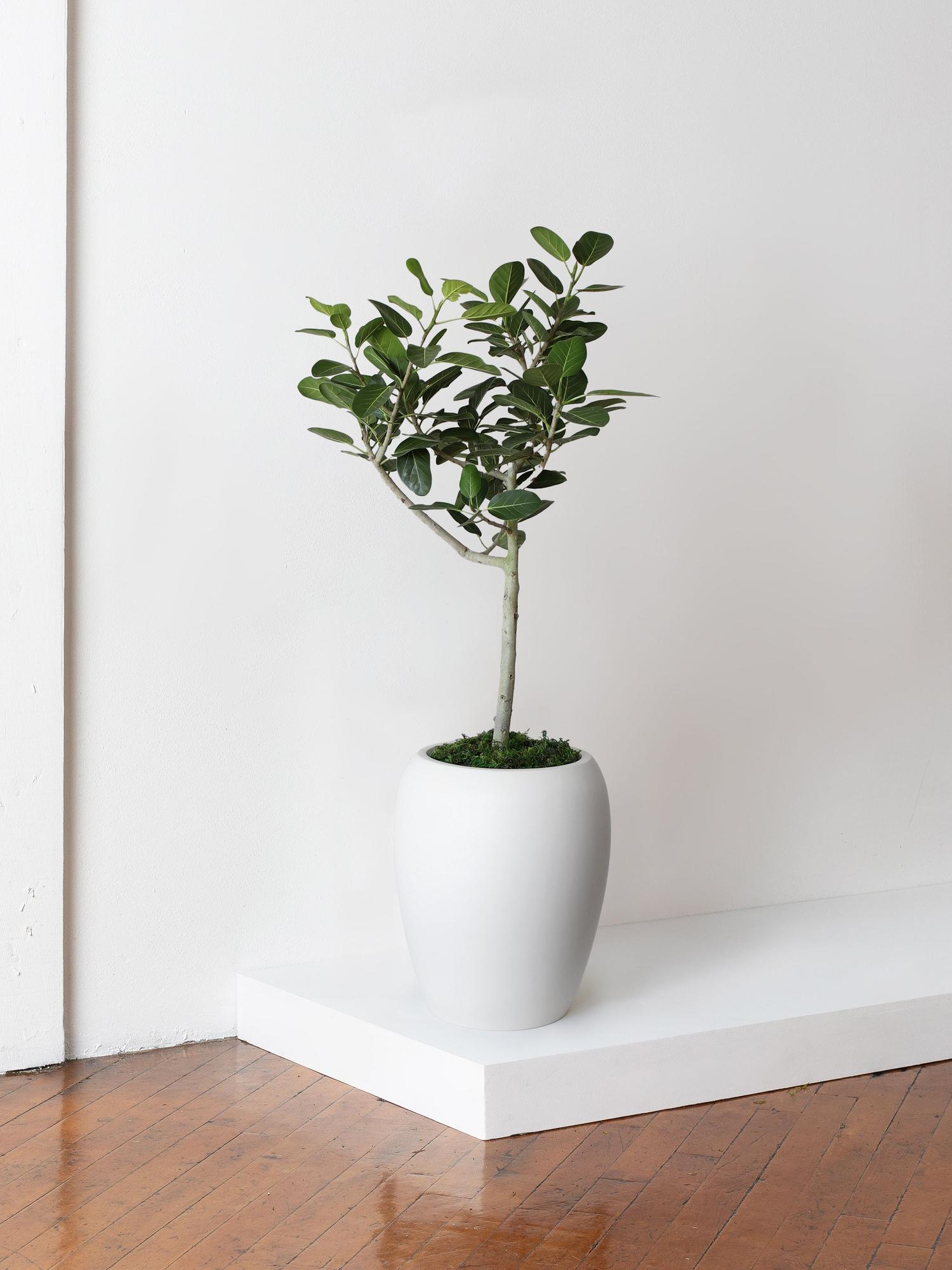 Ficus Audrey Tree Large (5 – 5½ ft tall) – White Flute Pot, potted ...