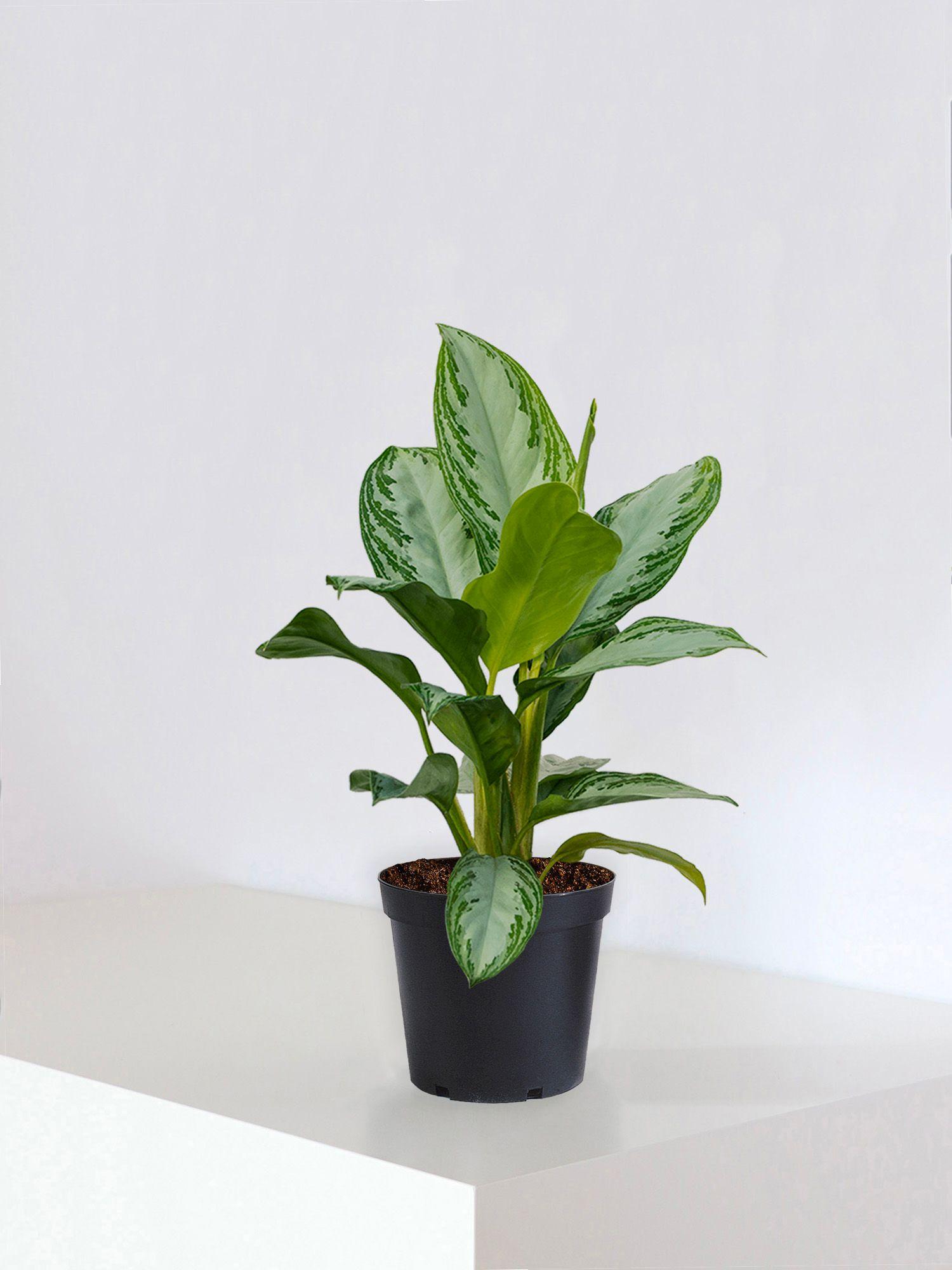 Silver Evergreen Medium 60cm Horticole, potted plant, shipped by Léon ...